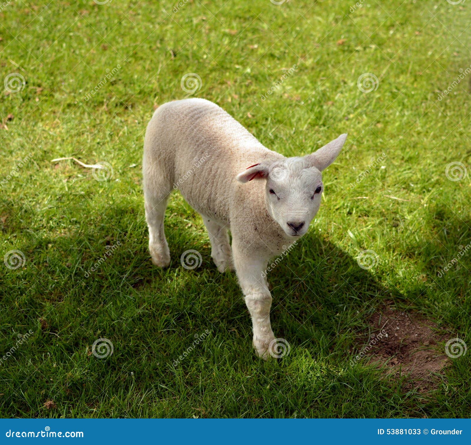 Little lamb stock image. Image of curious, bleating, infant - 53881033