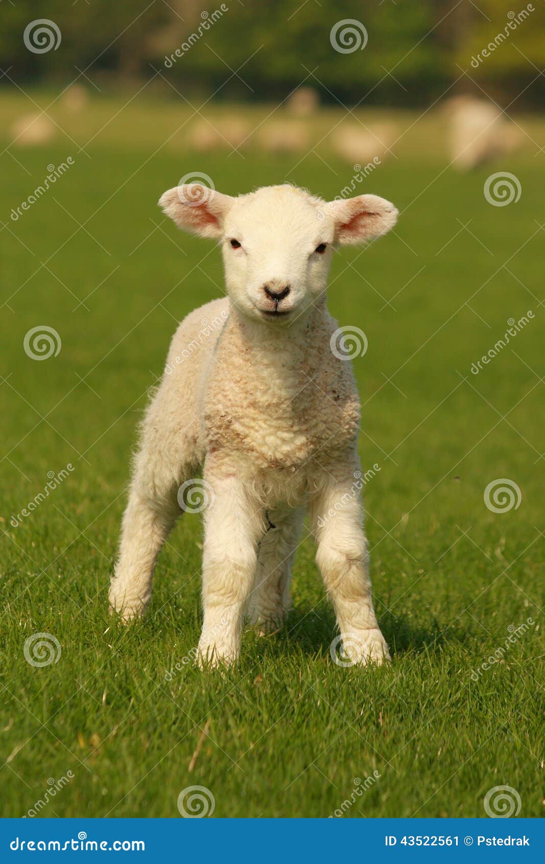 Little lamb on green grass stock image. Image of pasture - 43522561