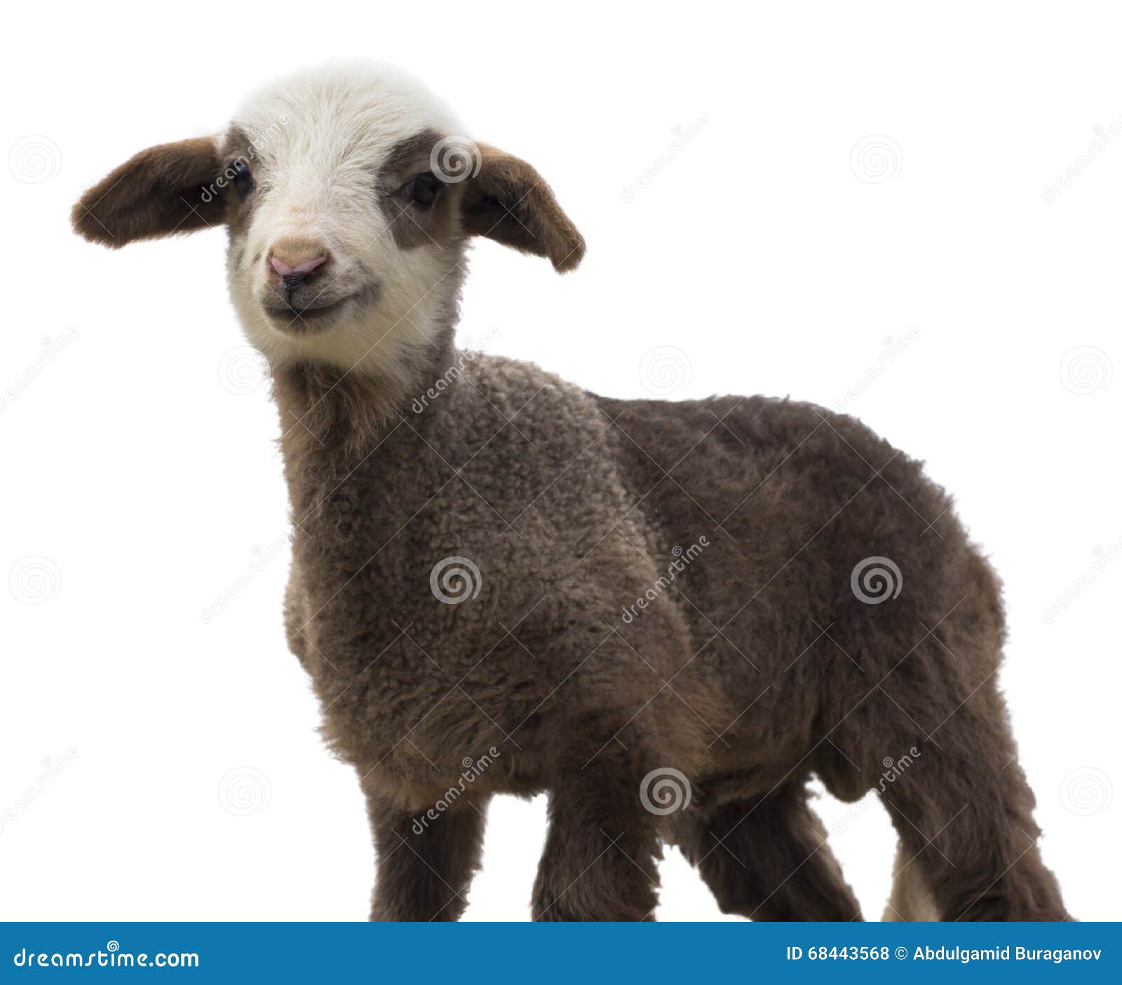 Little lamb isolated stock photo. Image of creature, beautiful - 68443568