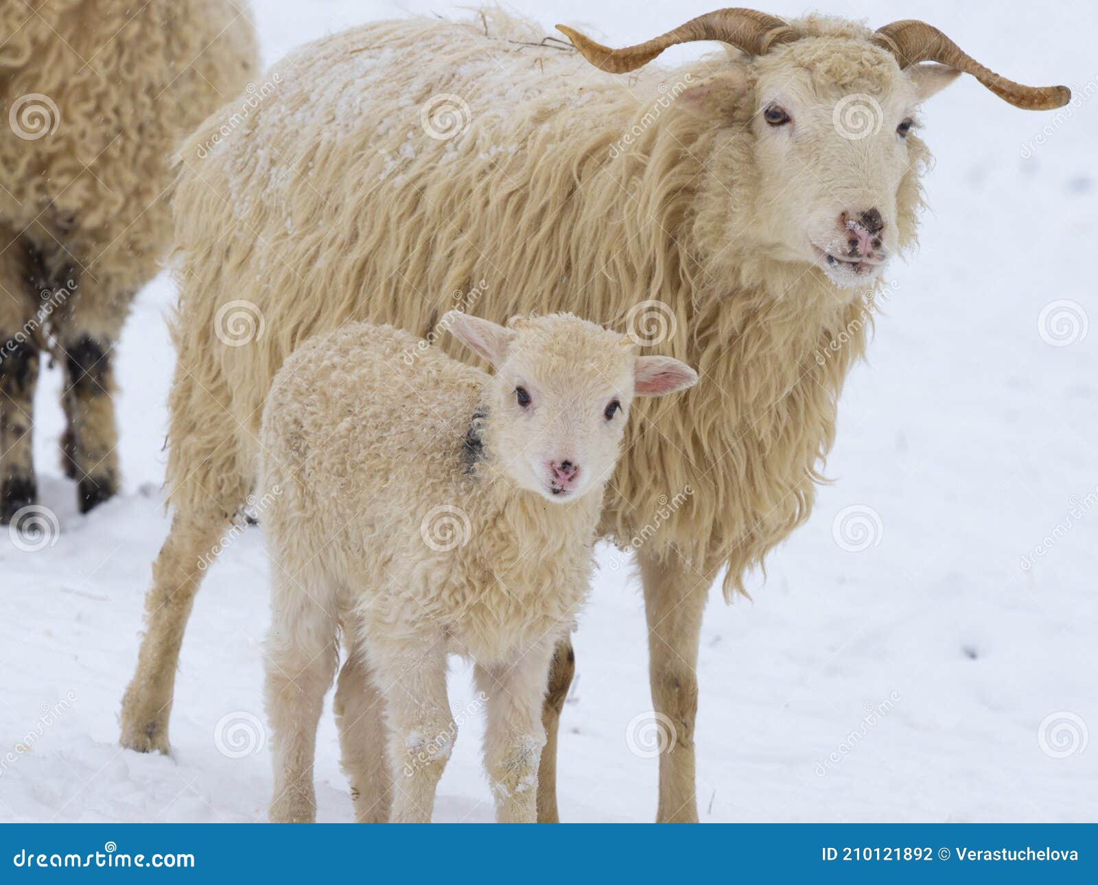 Little lamb and its mother stock photo. Image of bright - 210121892