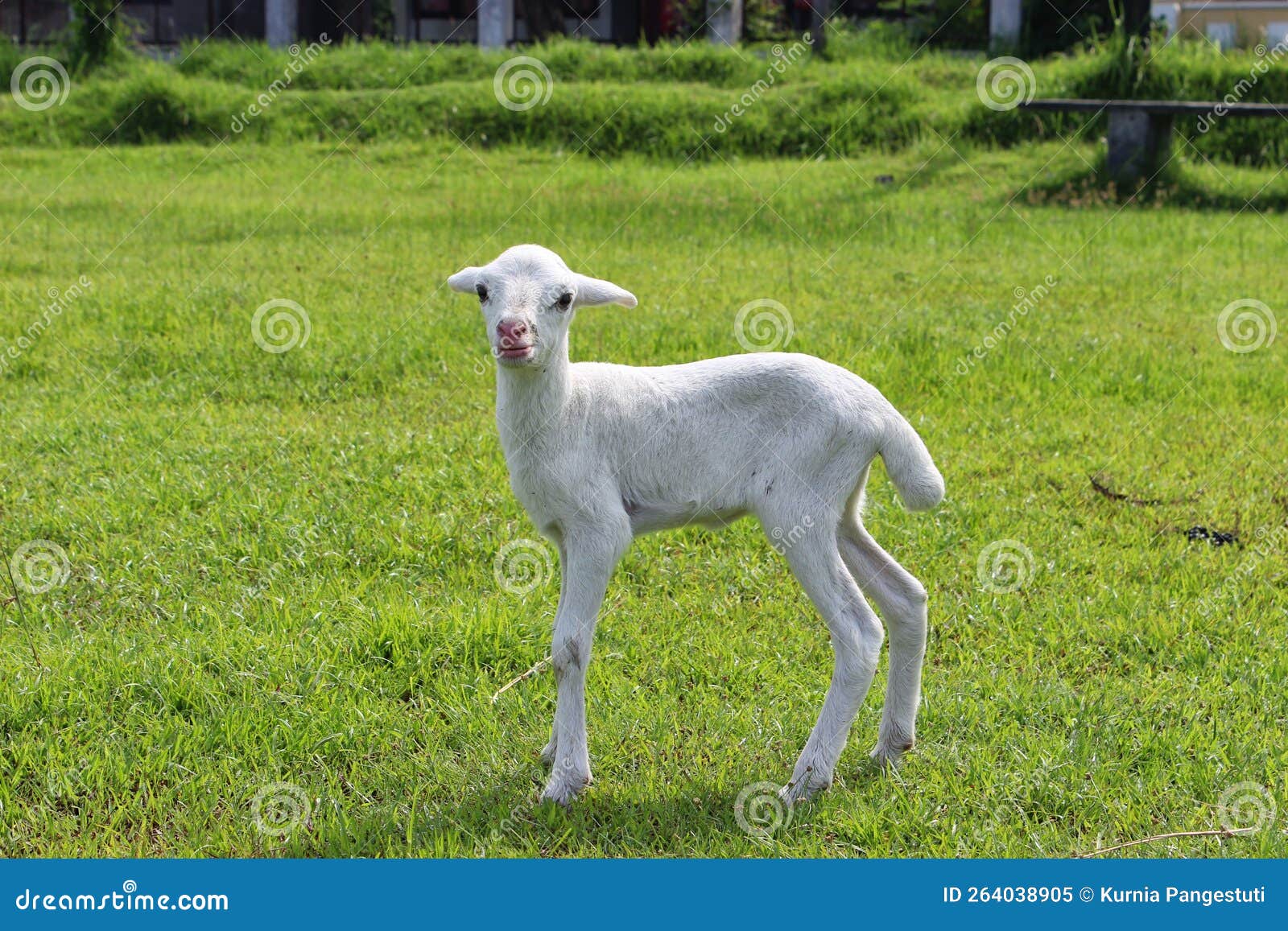 Little Lamb stock image. Image of goat, funny, sheep - 264038905