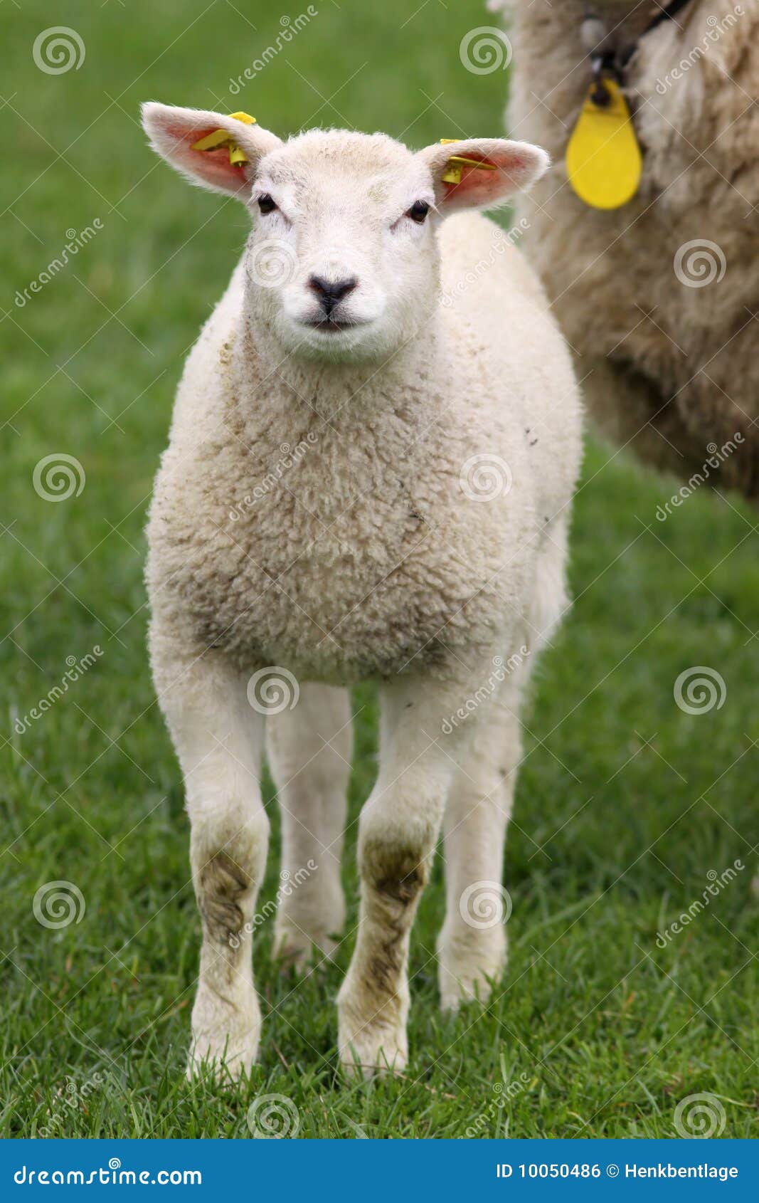 Little lamb looking at you stock photo. Image of lamb - 10050486