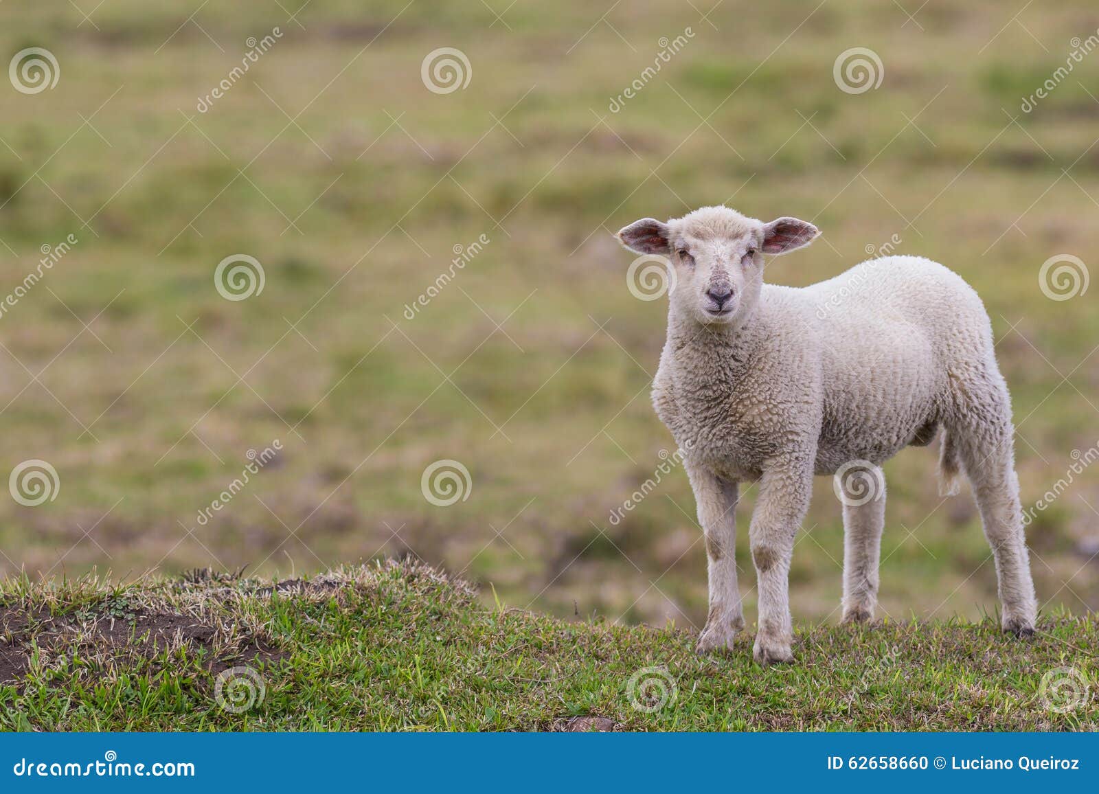 A Little Lamb in the Pasture Stock Photo - Image of nature, brown: 62658660