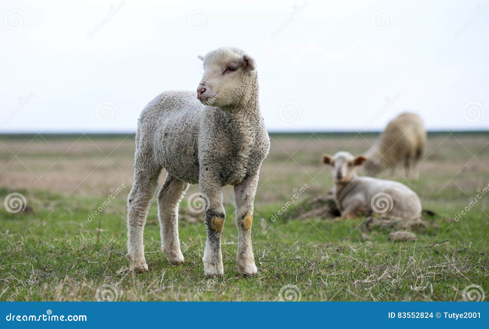 Little lamb in the pasture stock photo. Image of mammal - 83552824