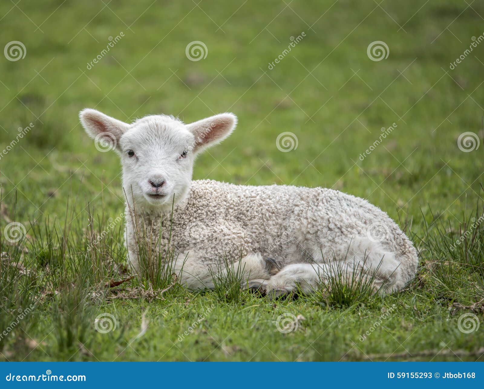 Little lamb portrait stock image. Image of agriculture - 59155293