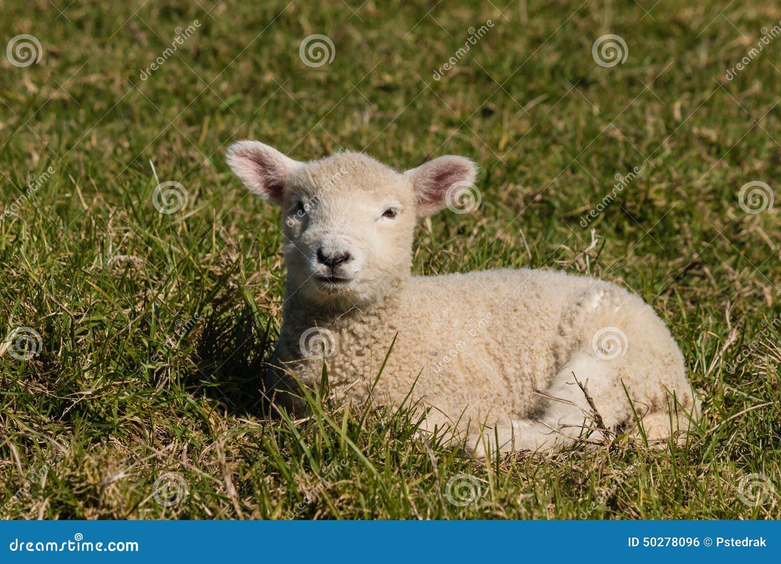 Little Lamb Resting on Grass Stock Photo - Image of staring, little ...