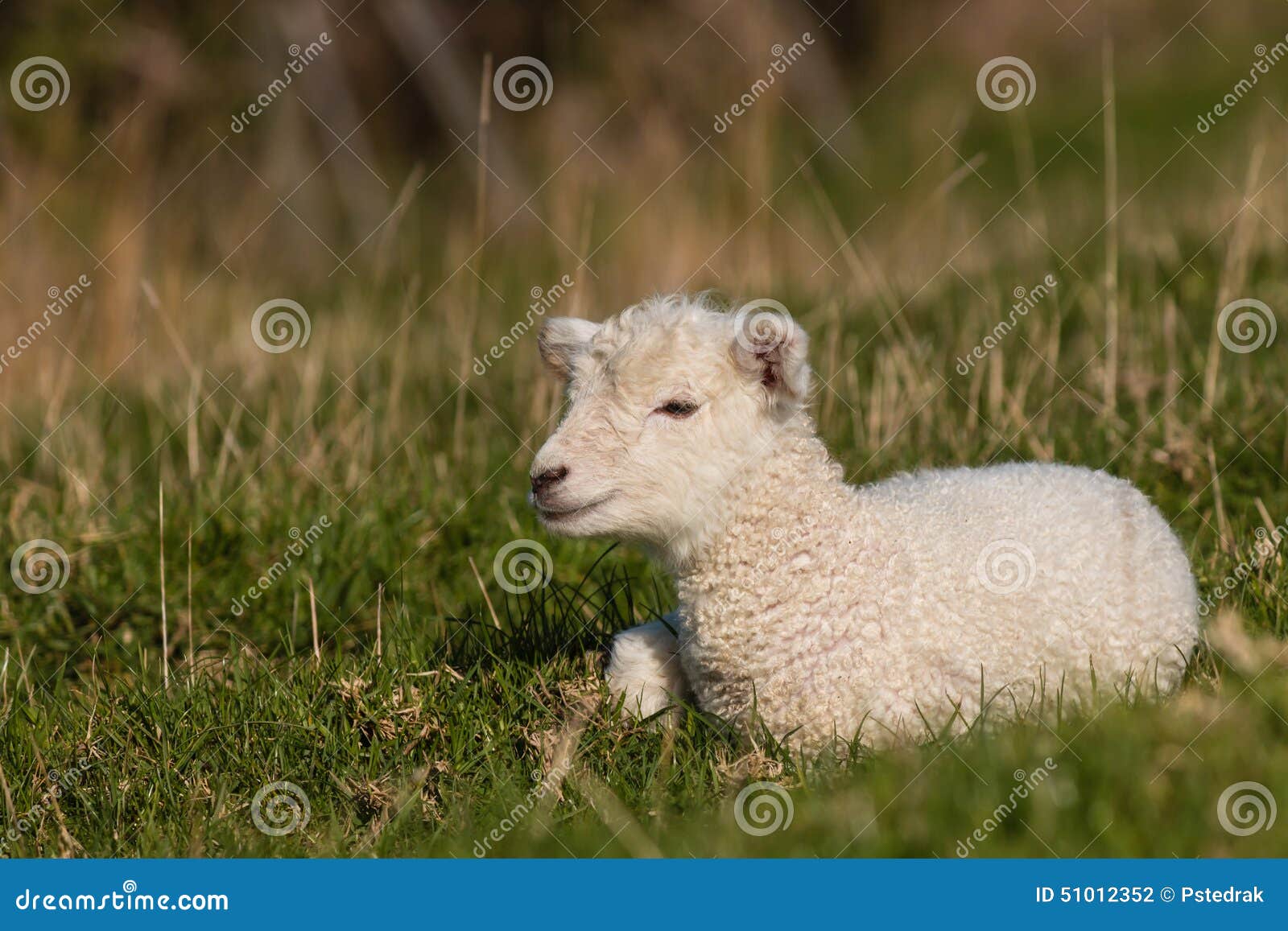 Little Lamb Resting on Grass Stock Photo - Image of muzzle, animal ...