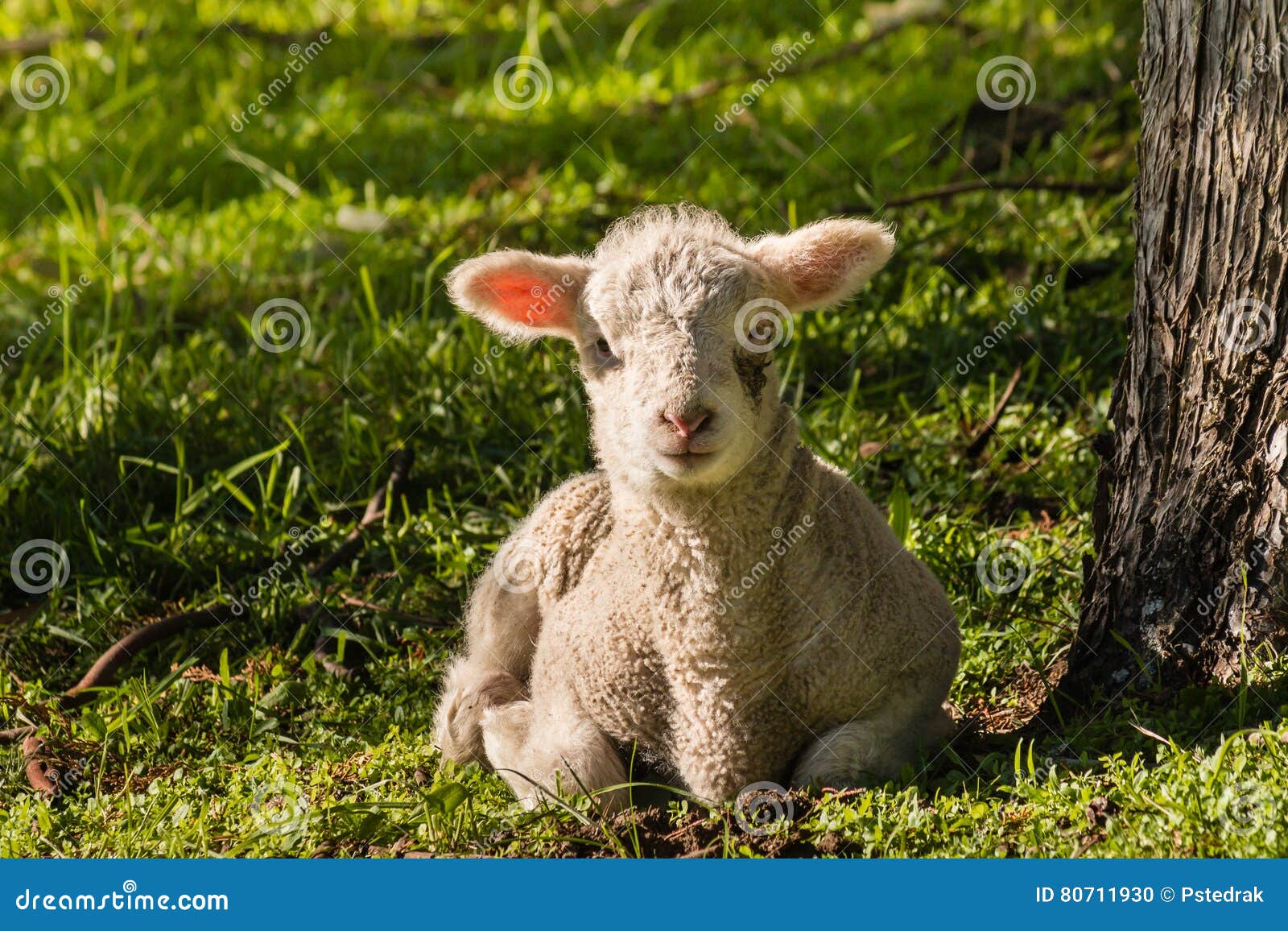 Little Lamb Resting on Grass Under Tree Stock Photo - Image of animal ...