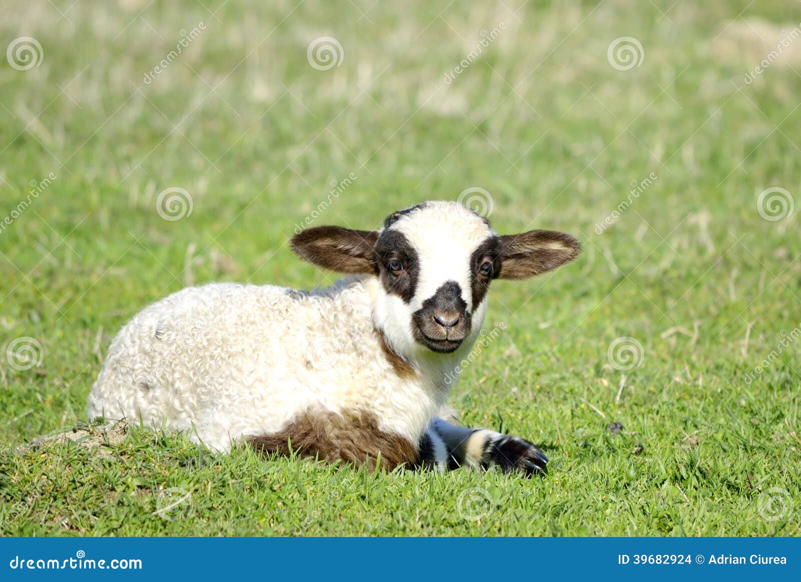 Little lamb standing alone stock photo. Image of cute - 39682924