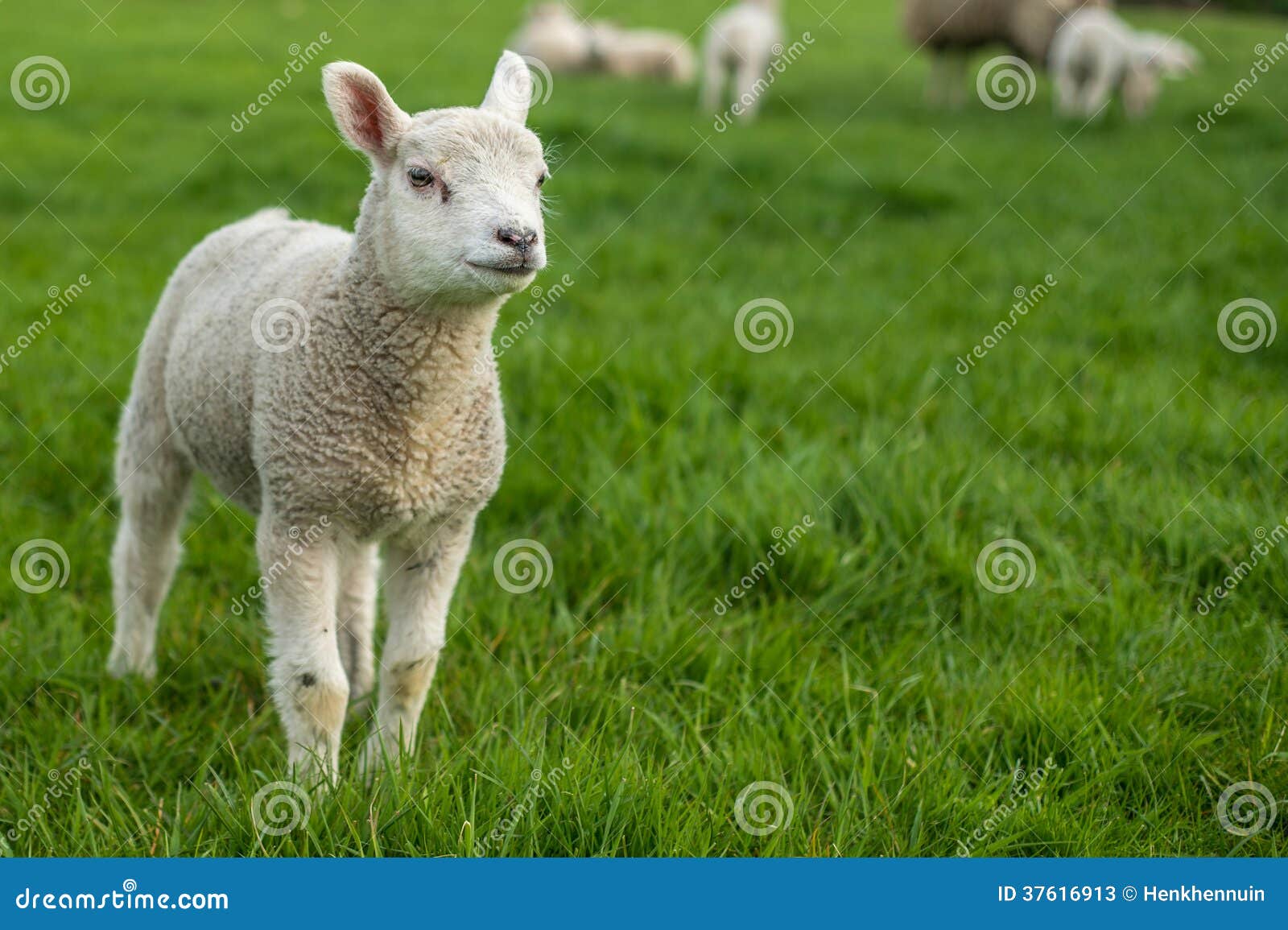 Little Lamb Standing Alone with Its Family in the Background Stock ...