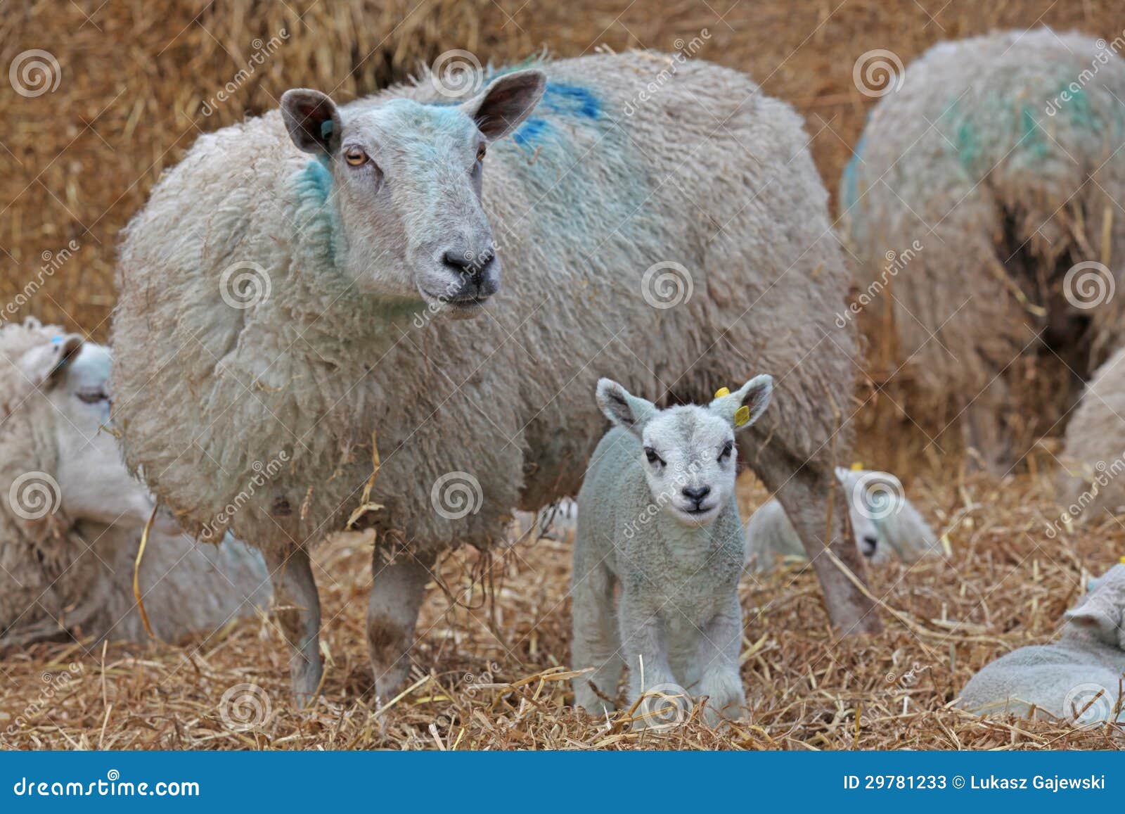 Female Ouessant Sheep, Also Breton Dwarf Sheep, Is The Smallest Sheep ...
