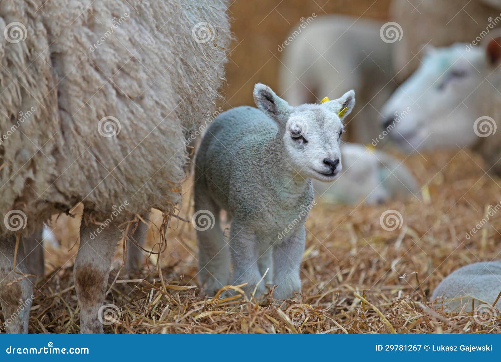 Female Ouessant Sheep, Also Breton Dwarf Sheep, Is The Smallest Sheep ...