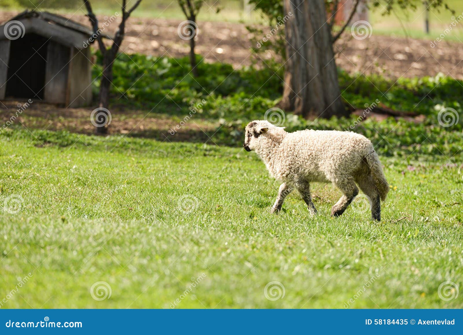 Little Lamb Walking at the Farm on Grass Stock Image - Image of grass ...