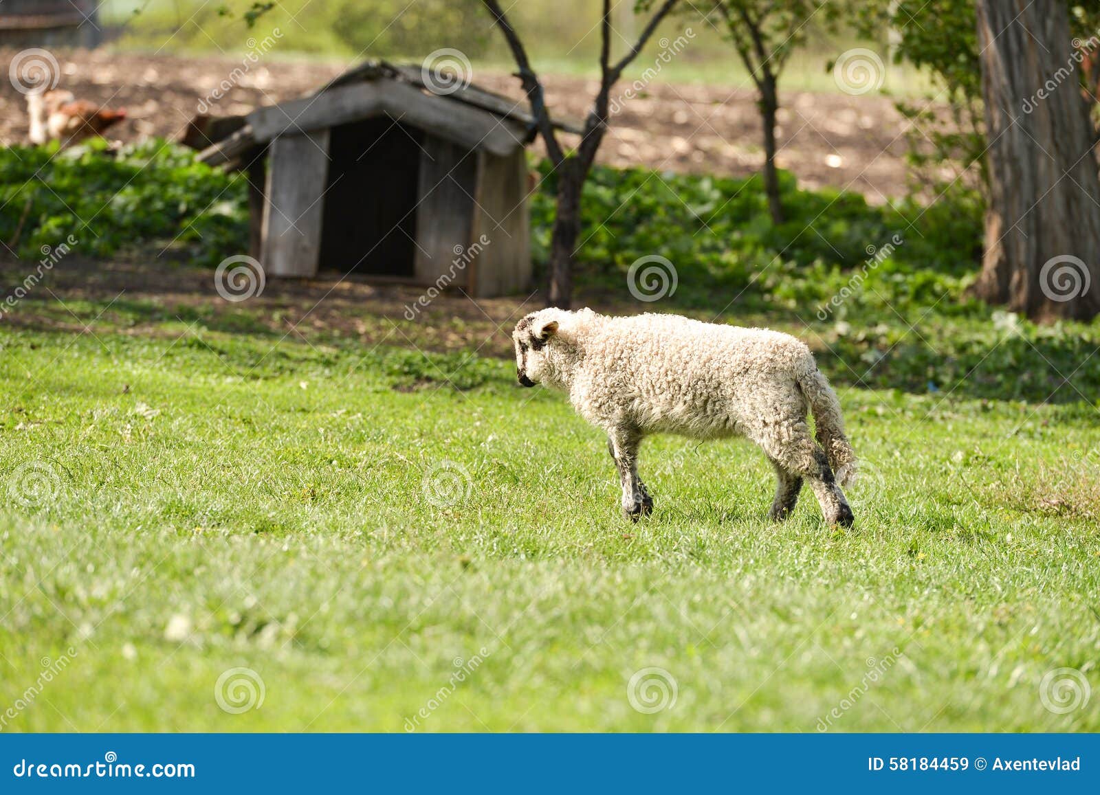 Cute Little Lamb Walking Stock Photos - Download 118 Royalty Free Photos