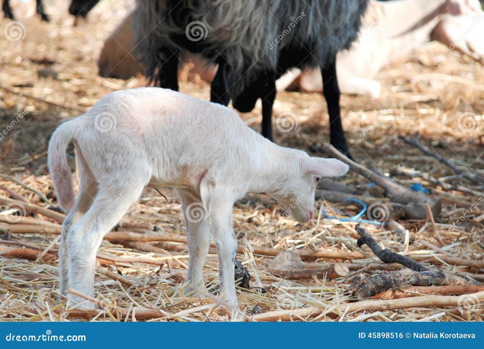 Little lamb stock photo. Image of barbecue, mother, year - 45898516
