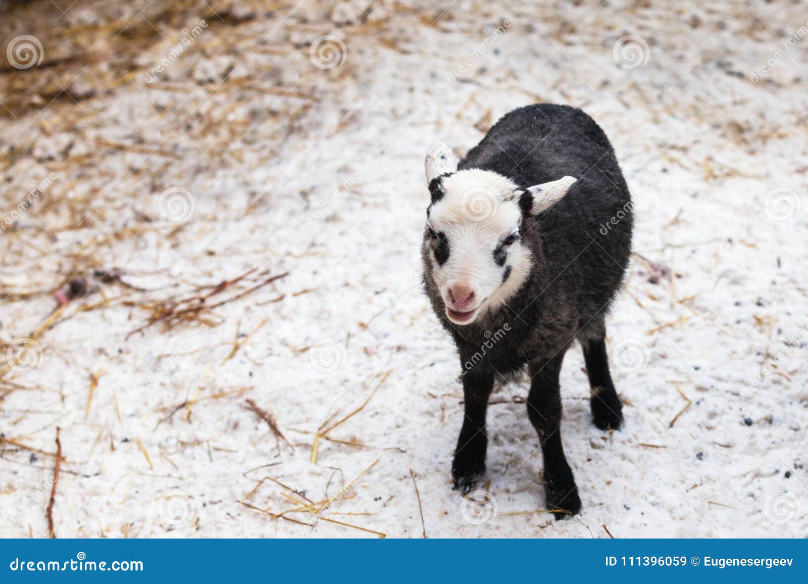 Little lamb on winter farm stock image. Image of farm - 111396059