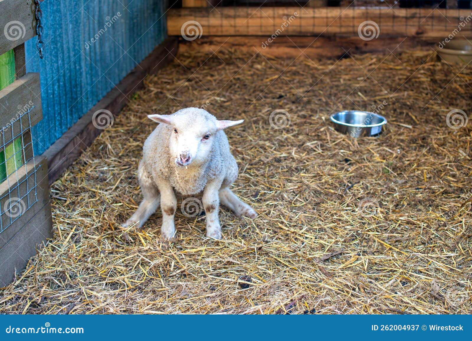 Cute, Little Lamb in a Farm Shying of Human Presence Stock Image ...