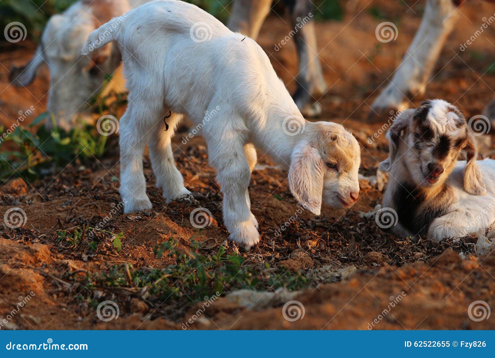 Little lambs stock image. Image of lovely, delicate, cute - 62522655