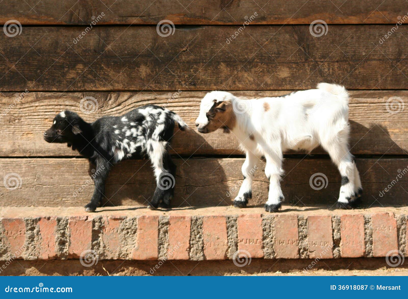 Little lambs stock image. Image of lambs, baby, animal - 36918087