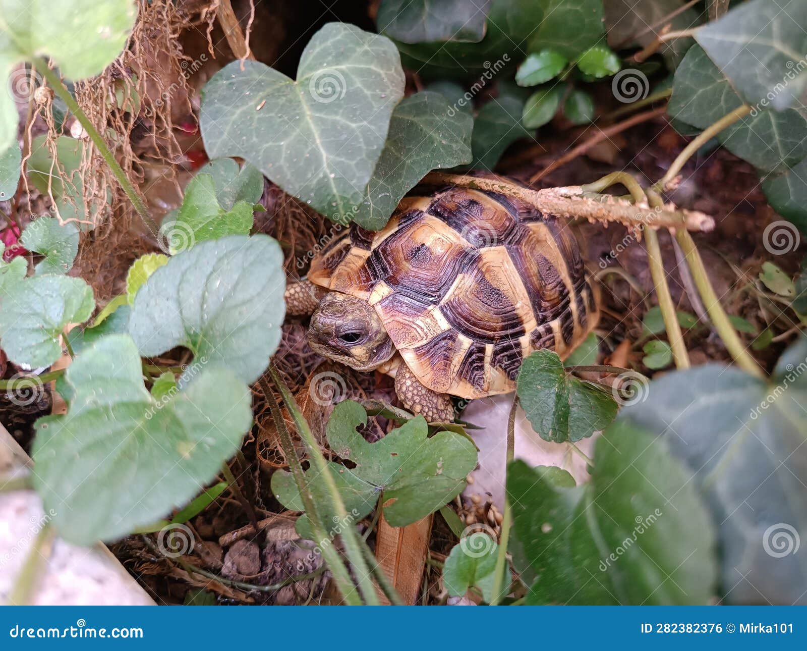 Little Land Turtle Explores the Green Foliage Stock Photo - Image of ...