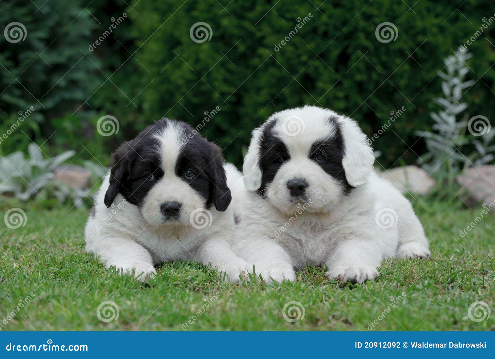 Little Landseer Puppy Portrait Stock Photo - Image of beauty, grass ...