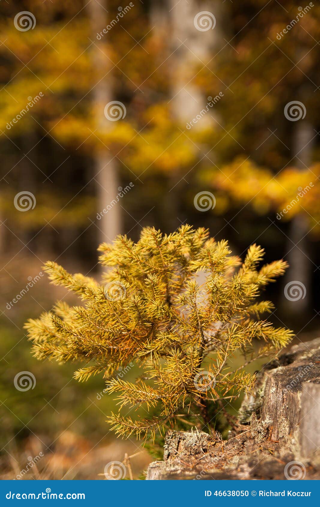 Little Larch Tree in the Forest Stock Photo - Image of miniature, plant ...