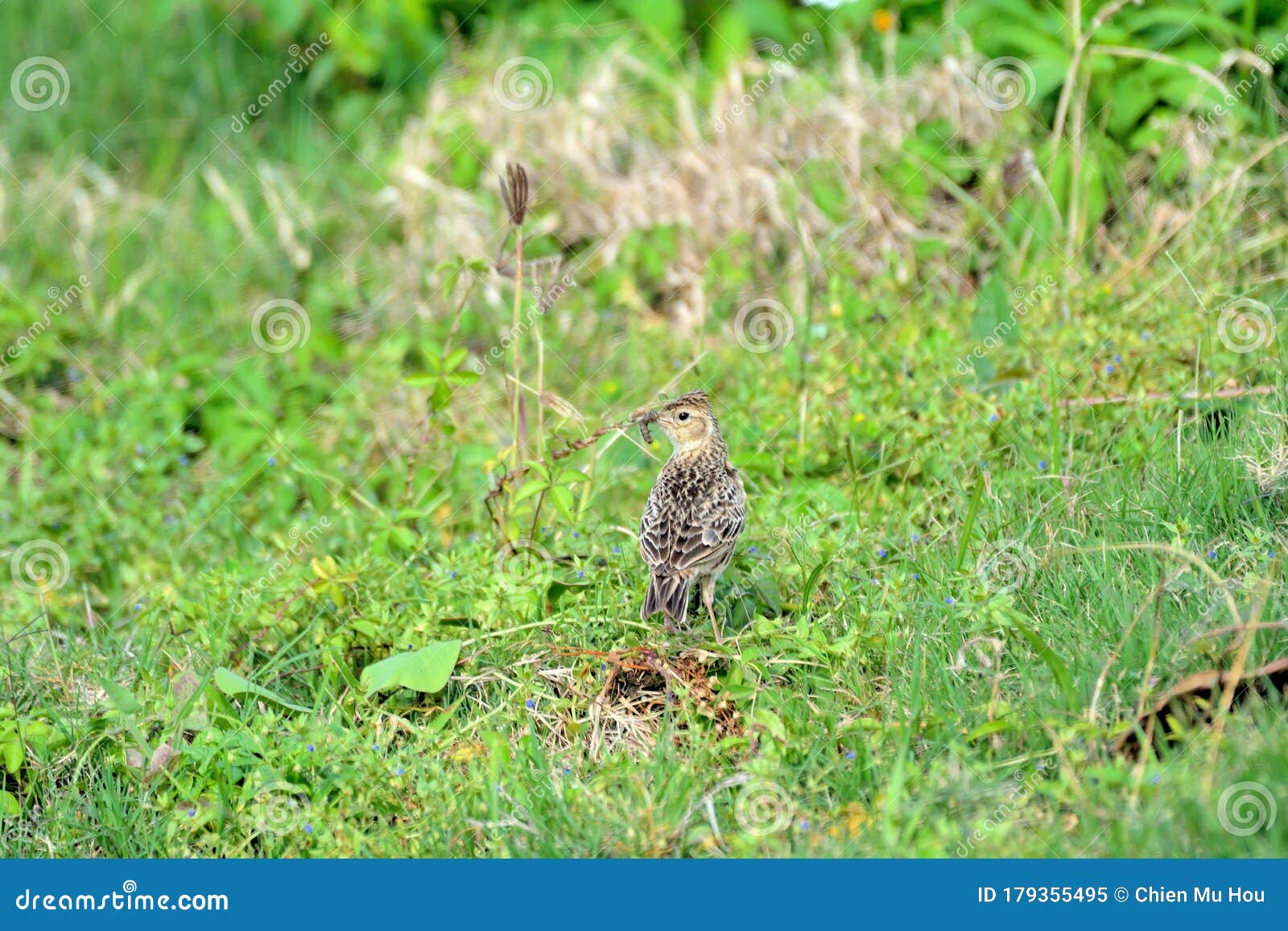 Little Lark Bird Alauda Gulgula Stock Image - Image of yellow, spinus ...