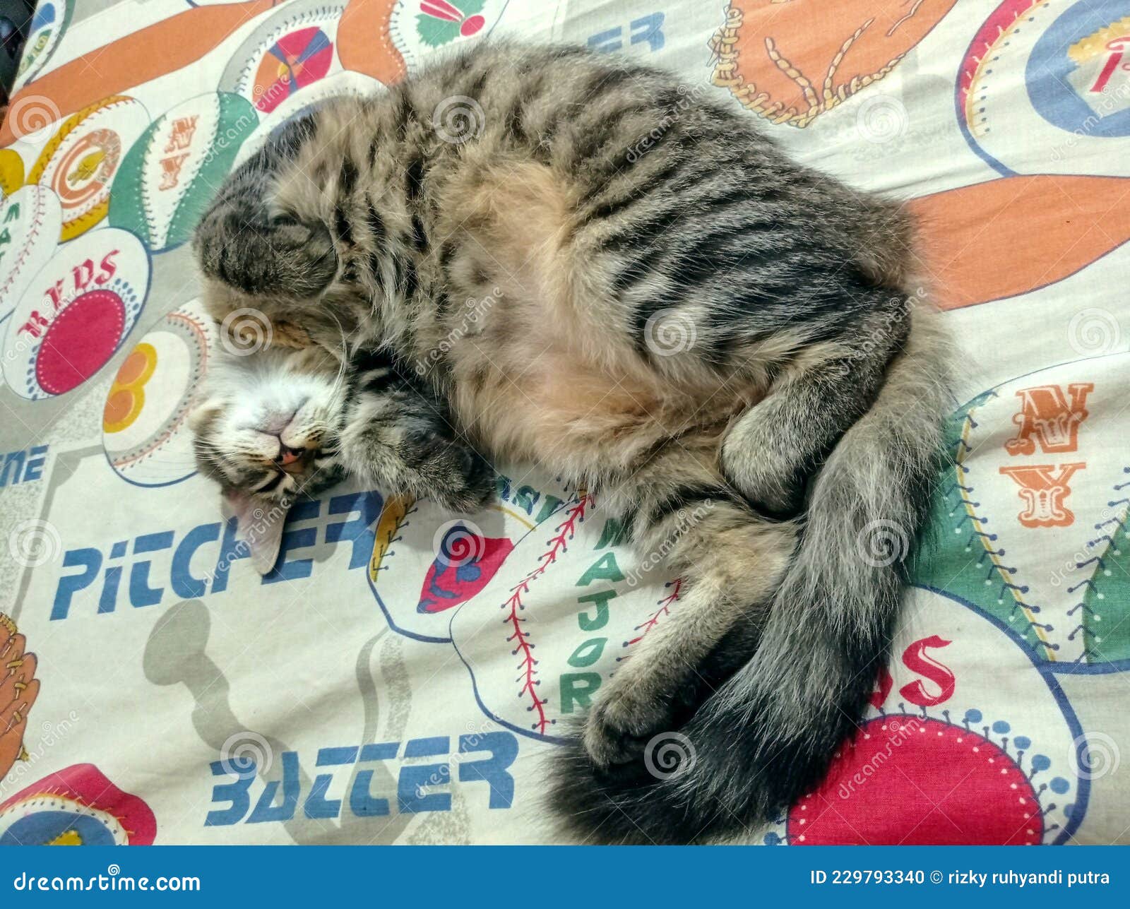 Little lazy cat in sleep stock photo. Image of kitten - 229793340