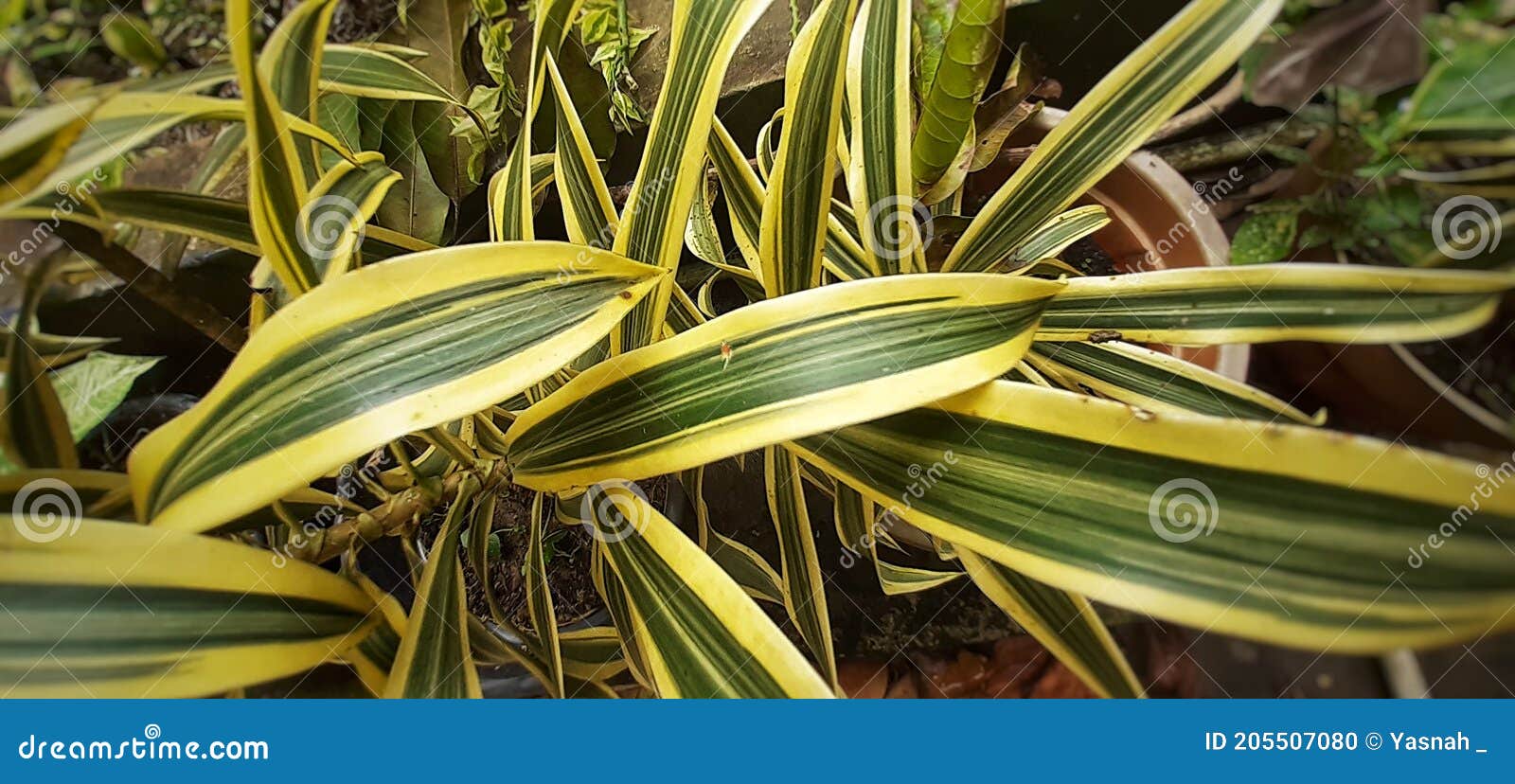 Flower Little Leaf in the Pot so Beautiful Stock Photo - Image of ...