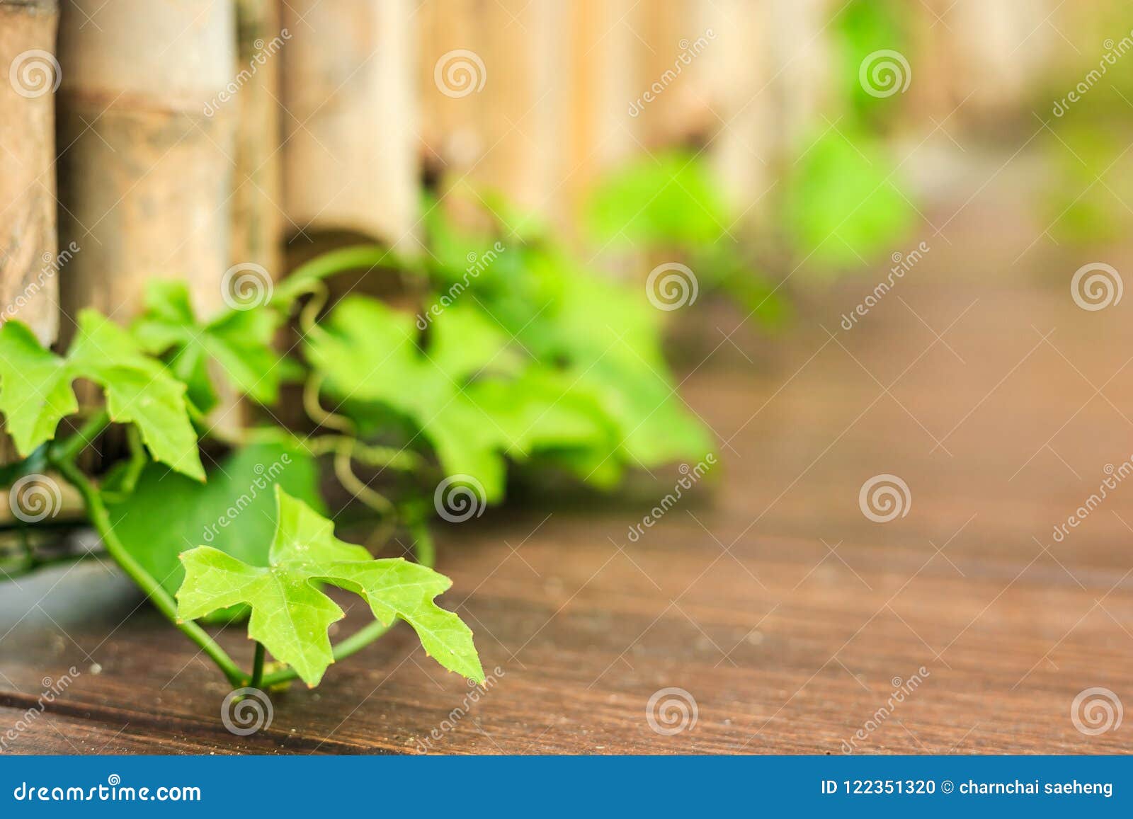 A Dry Leave On A Fence Royalty-Free Stock Photography | CartoonDealer ...