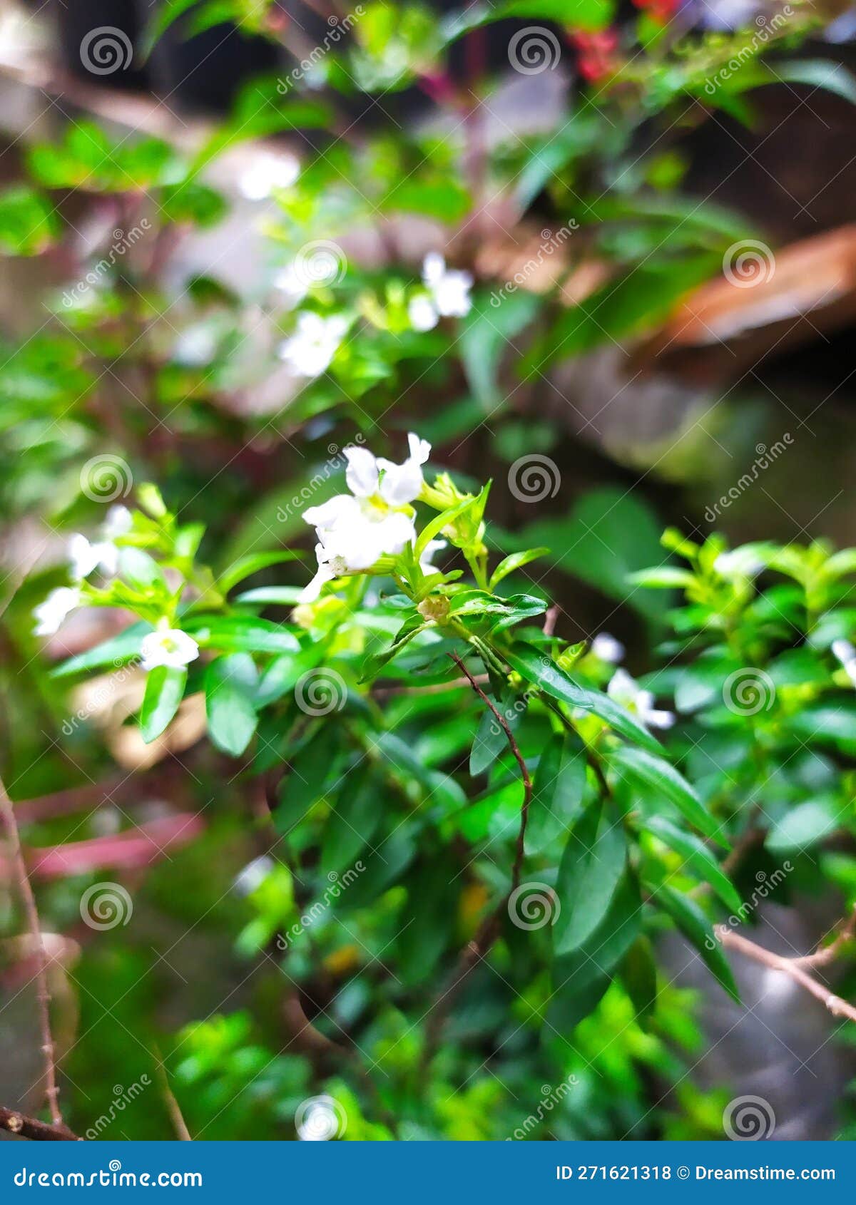 Little Leave with Small Tree Garden Stock Photo - Image of branch ...