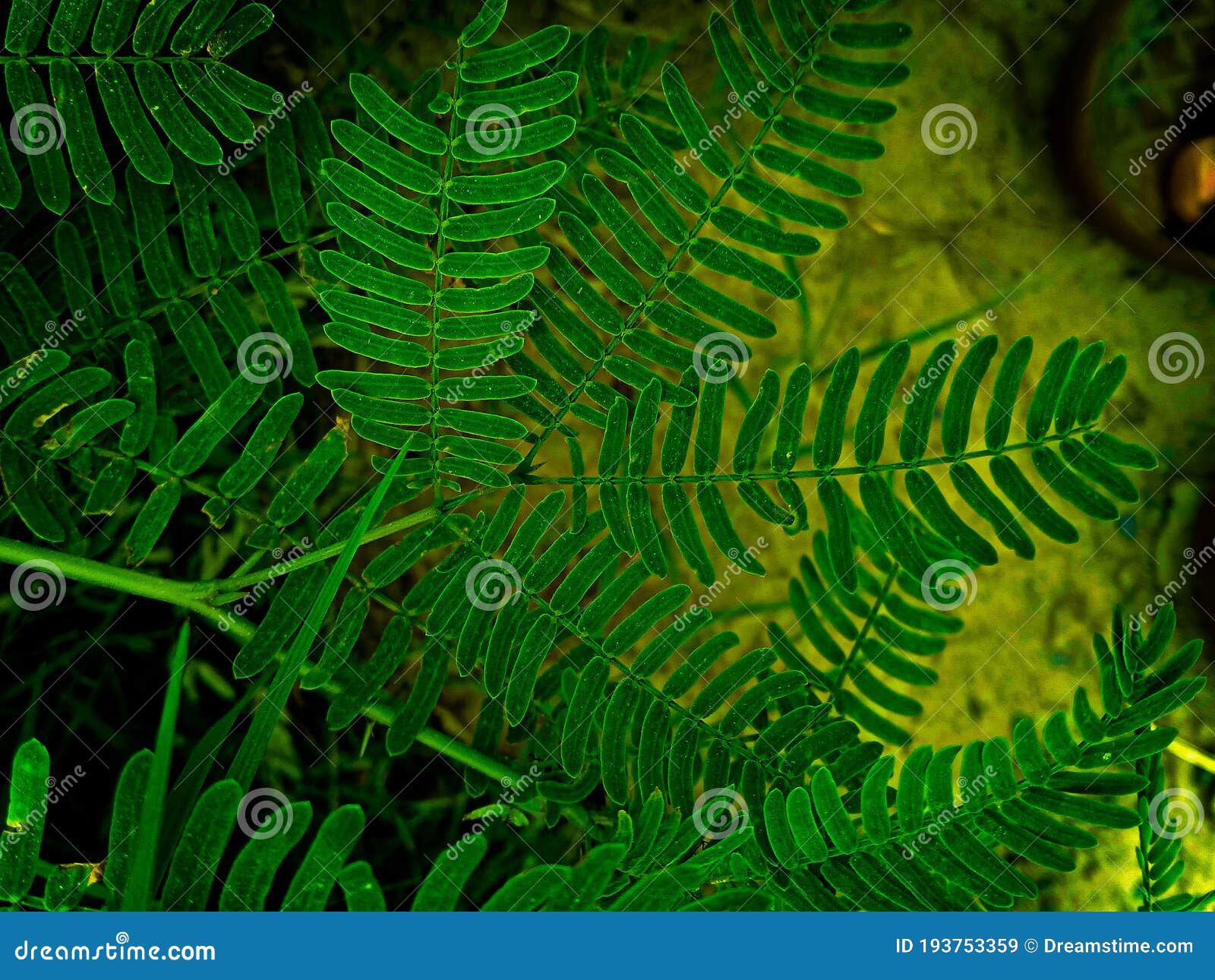 Leave Tree Art On The Wall And Texture Stock Photography ...