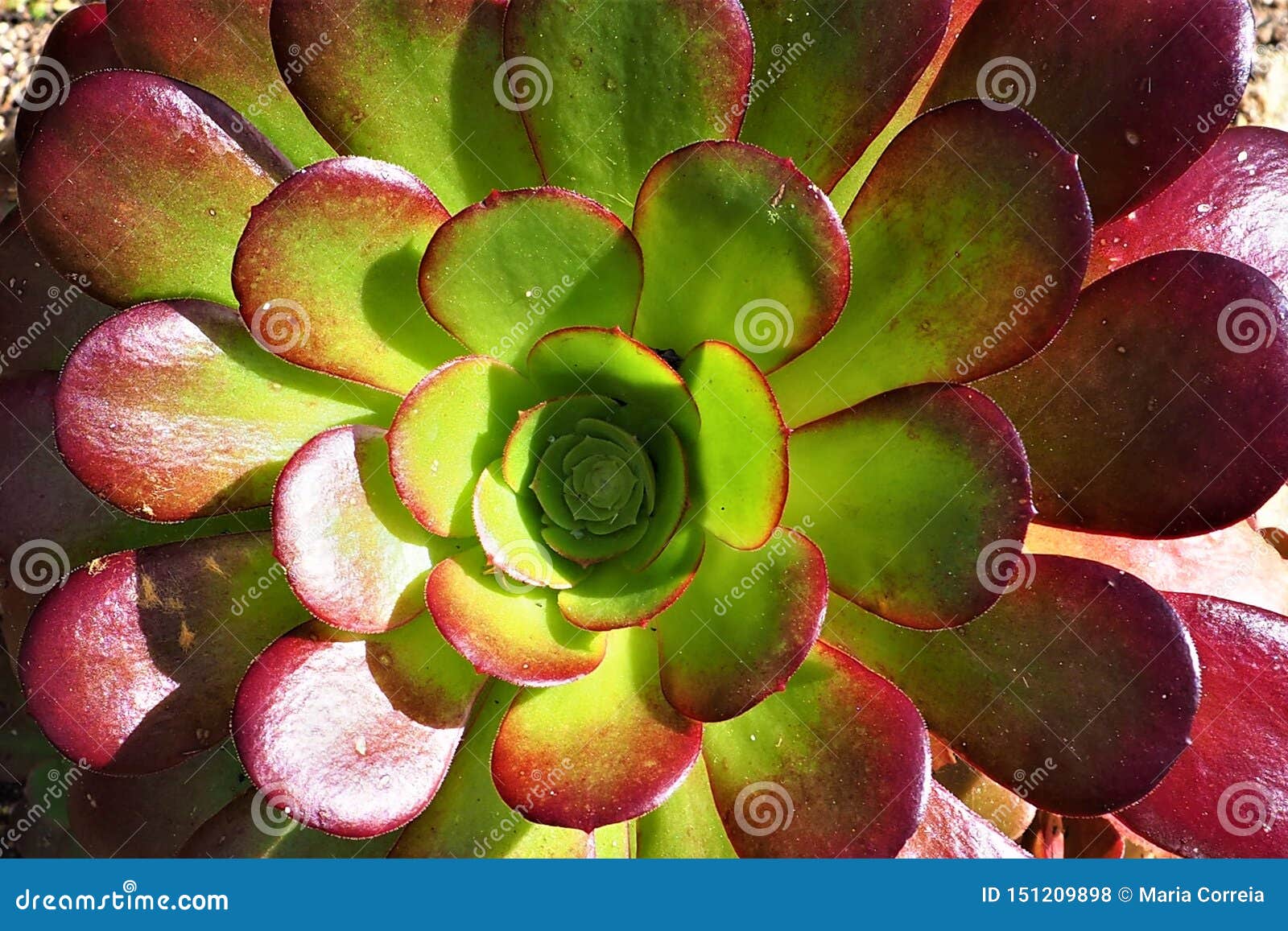 The Colours of a Nice Cactus in a Garden Stock Photo - Image of garden ...