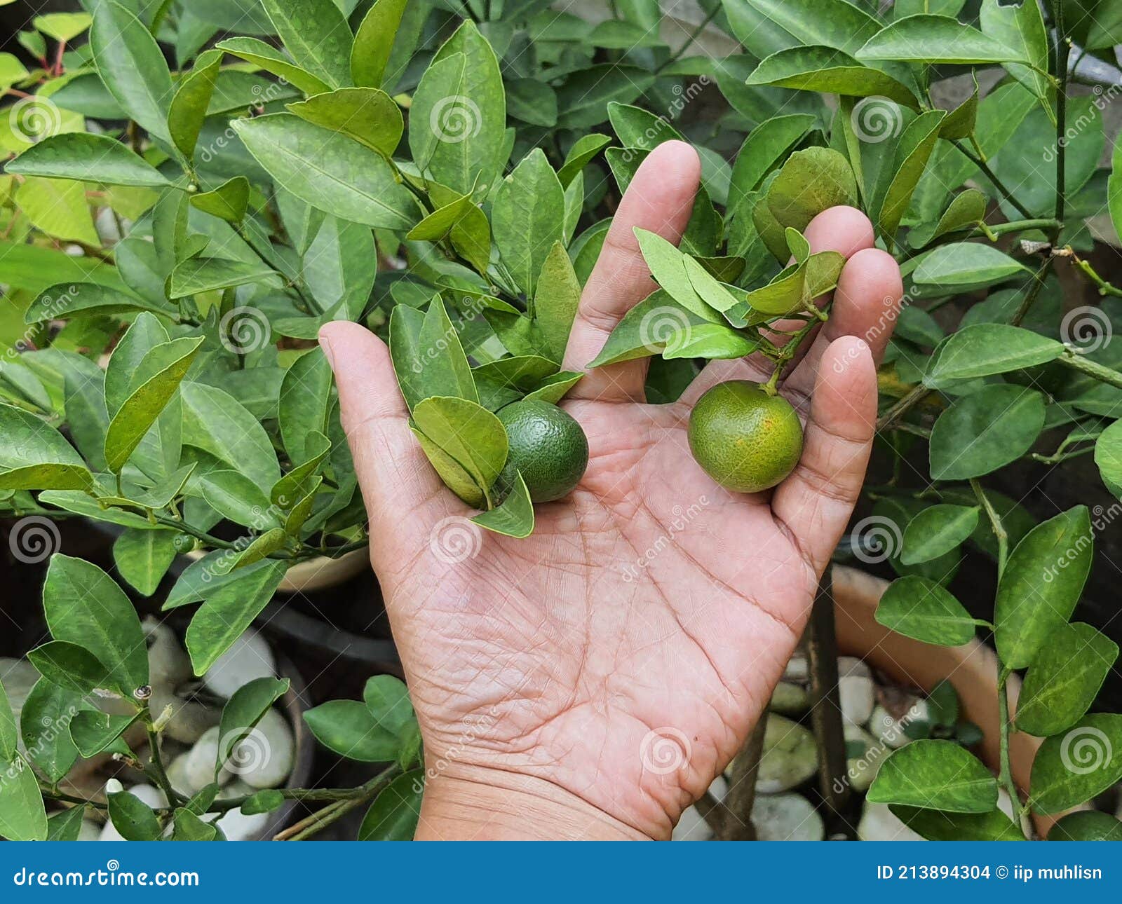 The Little Lemon stock photo. Image of agriculture, branch - 213894304