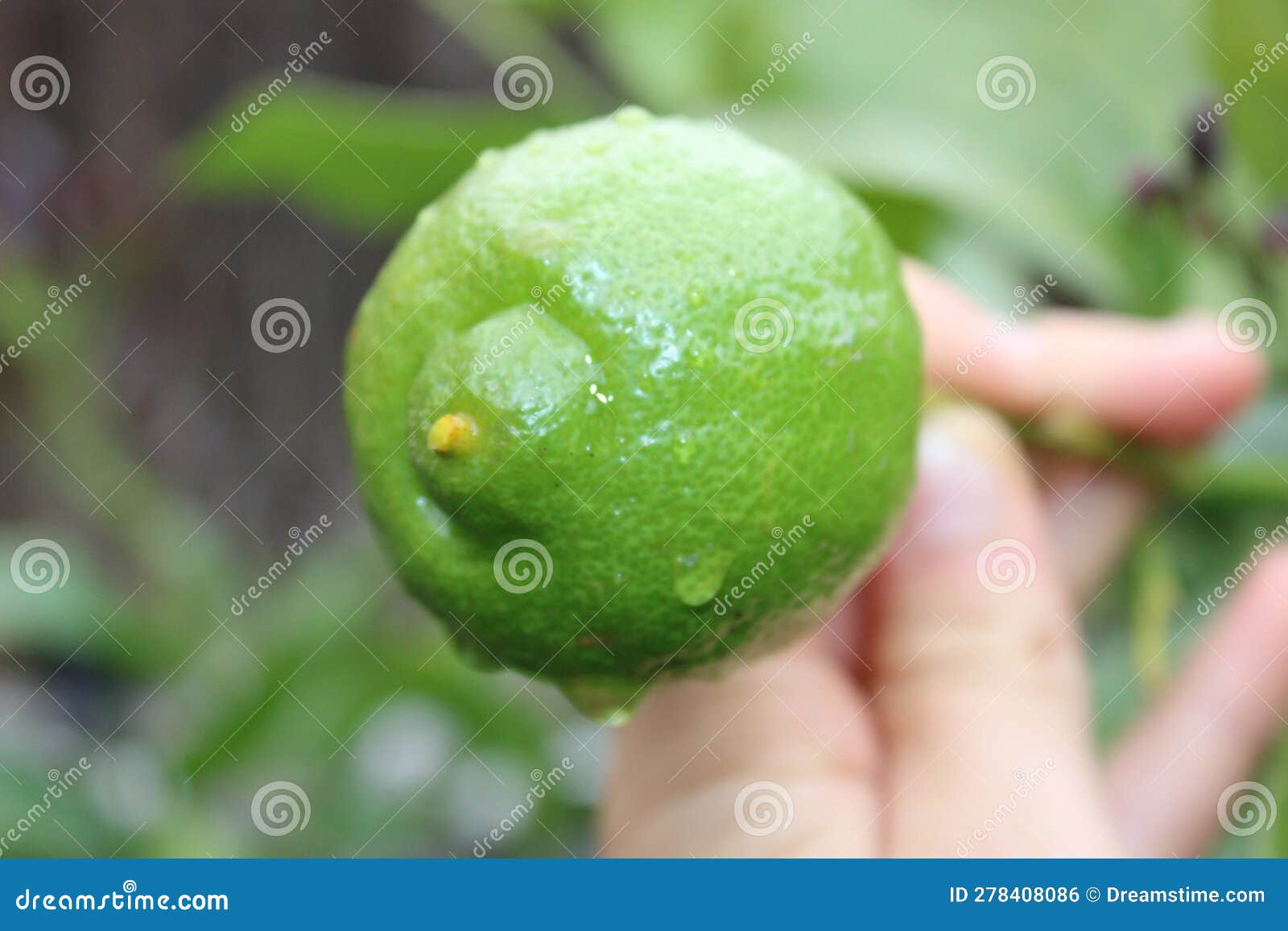Little lemon on the tree stock photo. Image of tree - 278408086