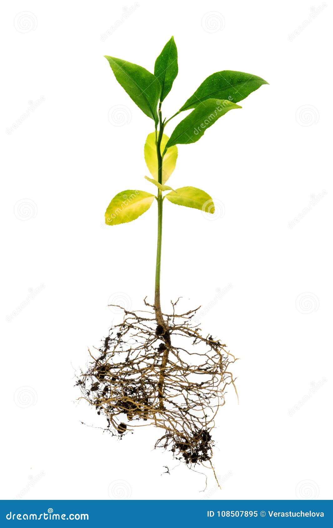 A Little Lemon Tree on a White Background Stock Image - Image of leaf ...
