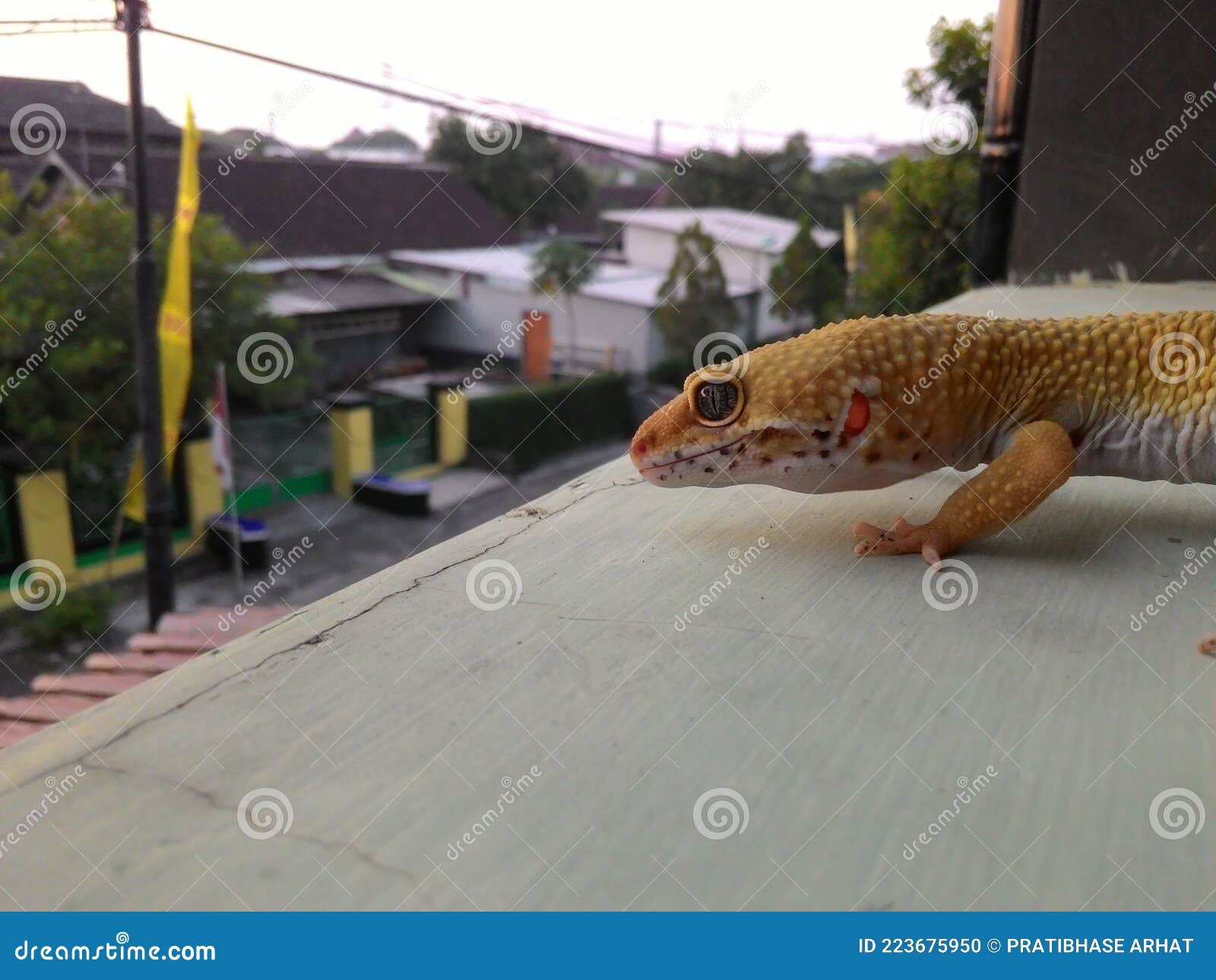 A LITTLE LEOPARD GECKO stock photo. Image of waiting - 223675950