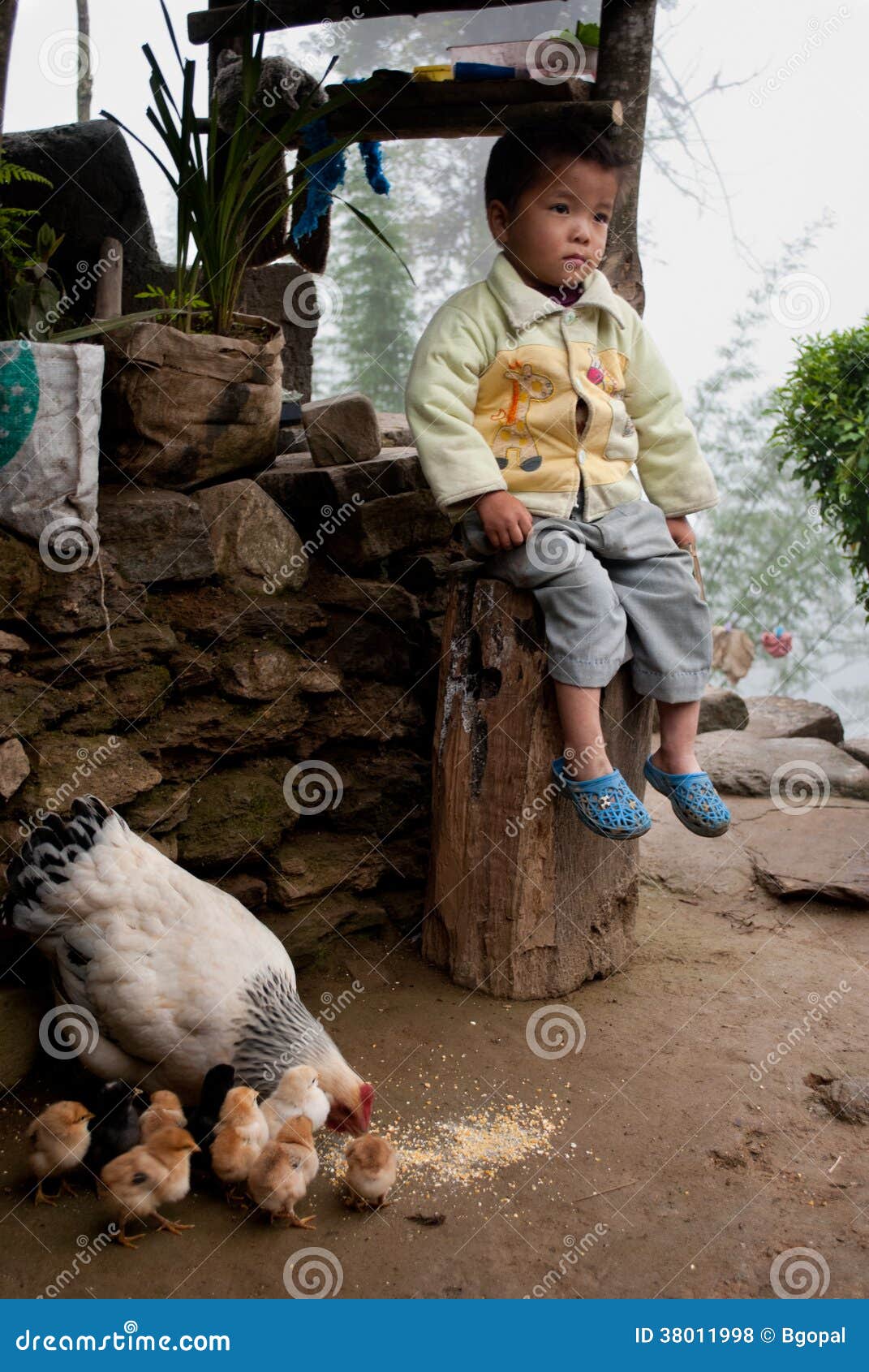 A Little Lepcha Boy and Hen Family Editorial Stock Photo - Image of ...