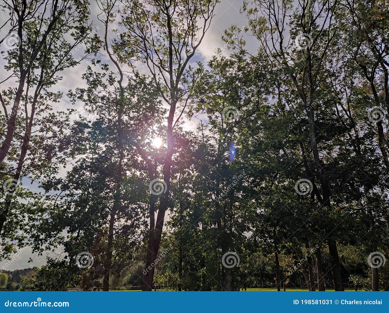 Little light behind trees stock image. Image of green - 198581031