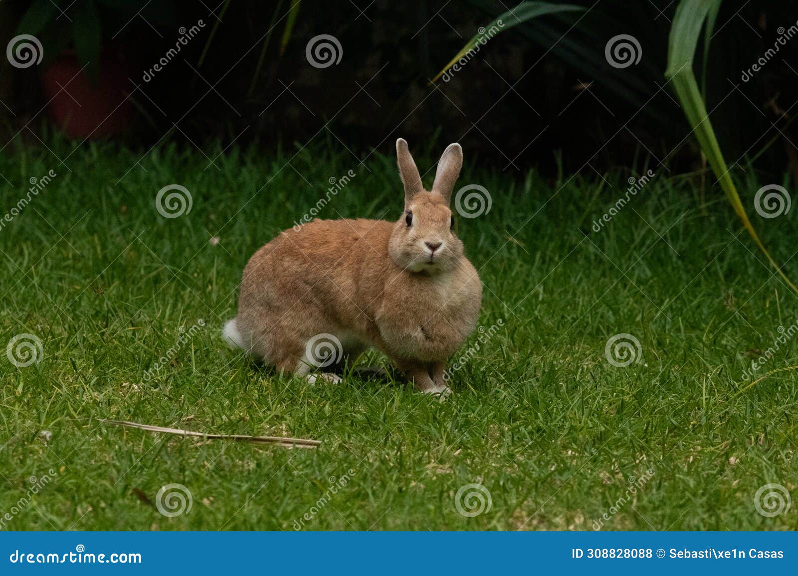 A Little Light Brown Bunny Standing in Green Grass and Looking at the ...