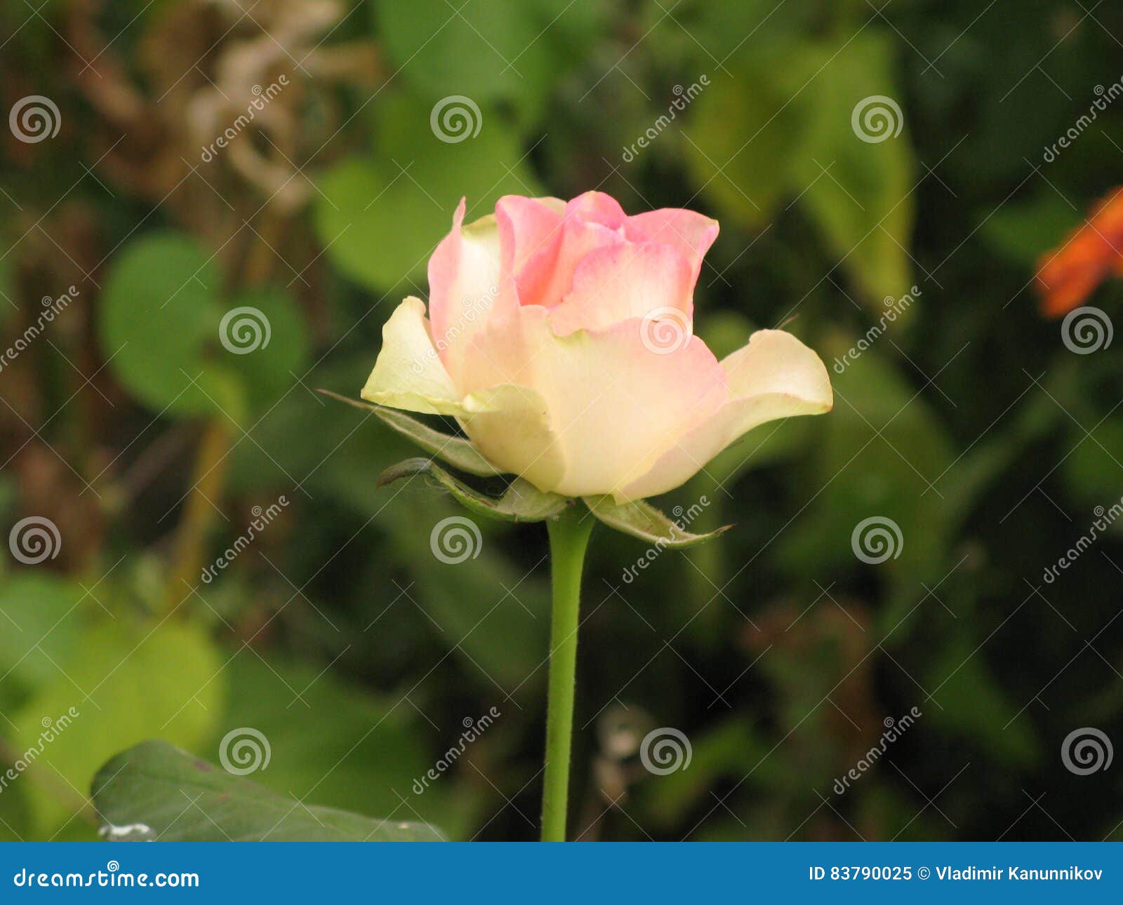 Little light pink rose stock image. Image of shot, bright - 83790025