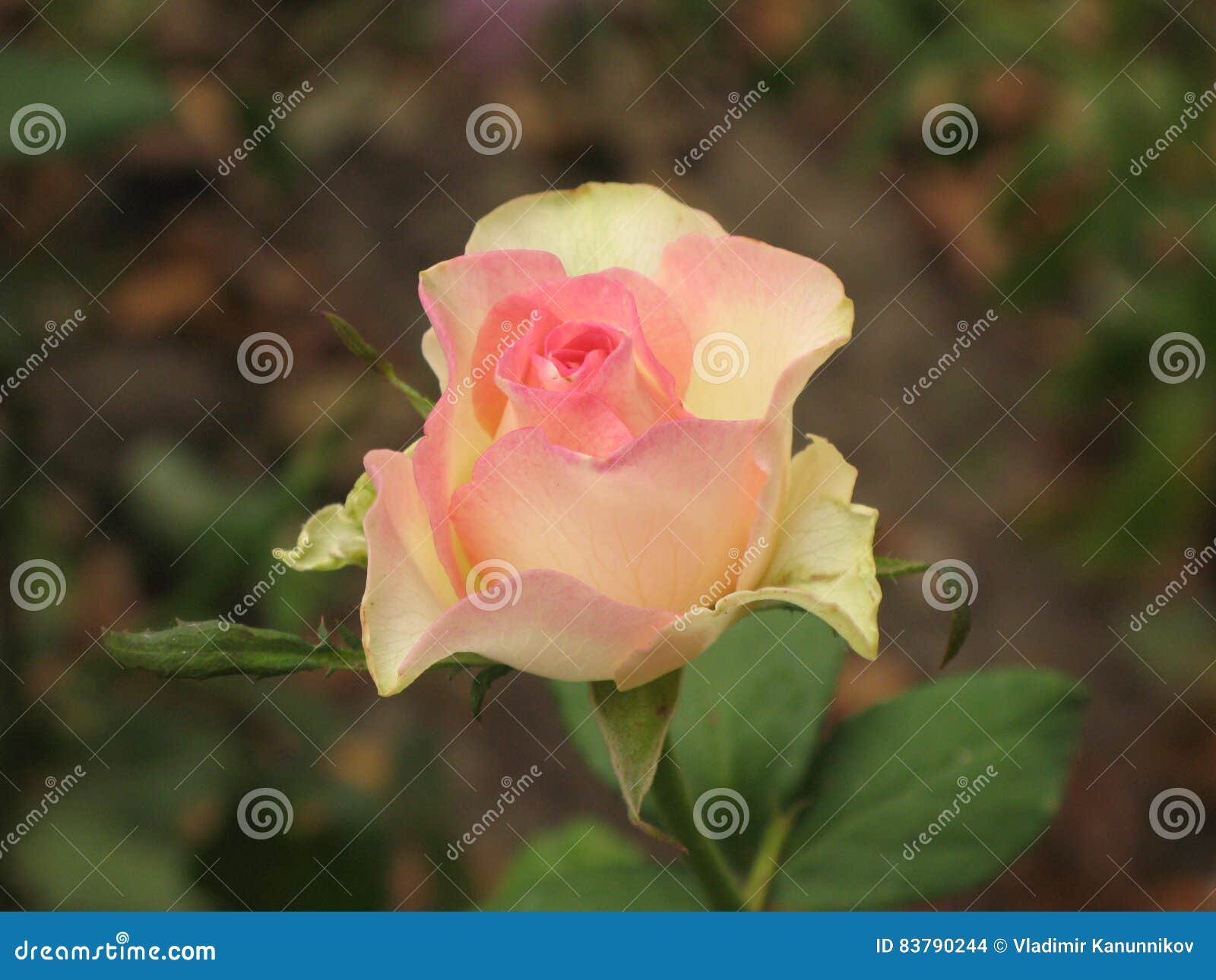 Little light pink rose stock photo. Image of autumnal - 83790244