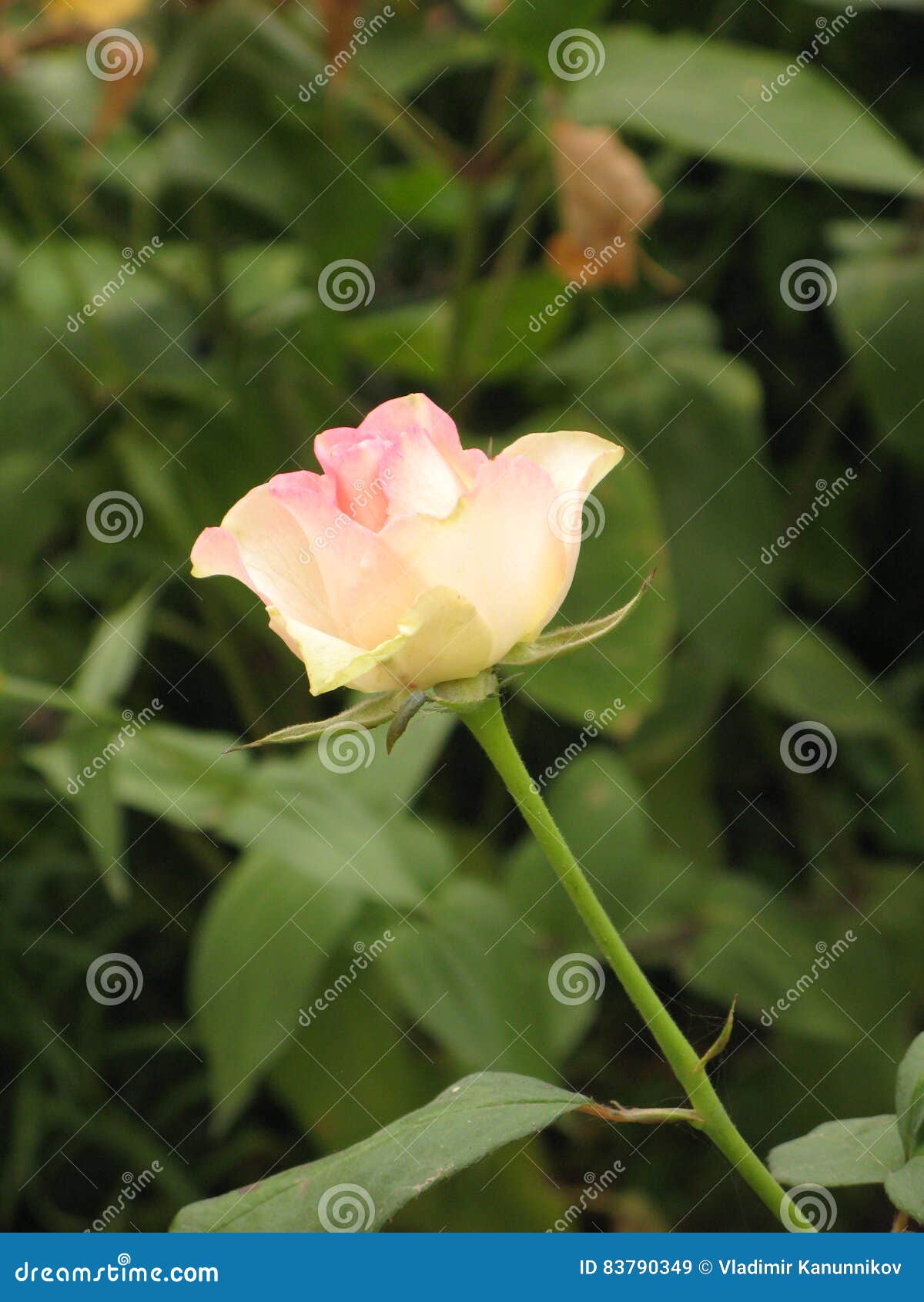 Little light pink rose stock image. Image of autumnal - 83790349