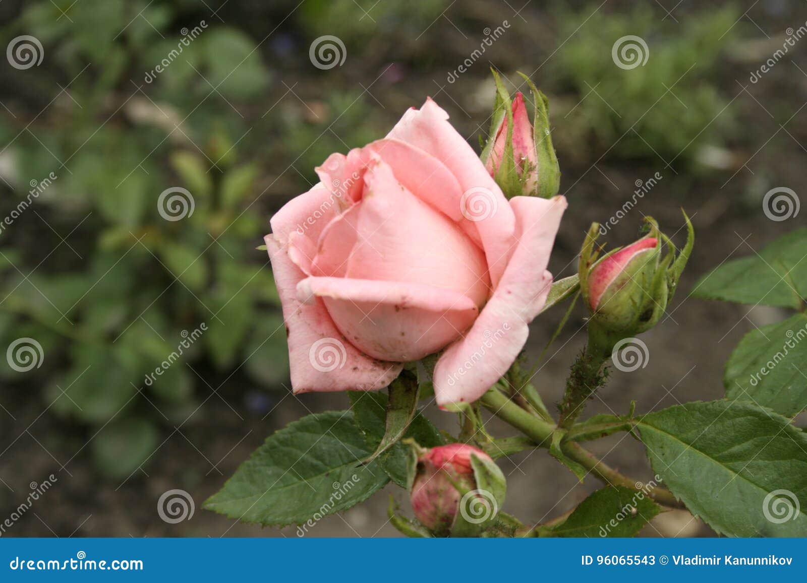 Little light pink rose stock image. Image of decorative - 96065543