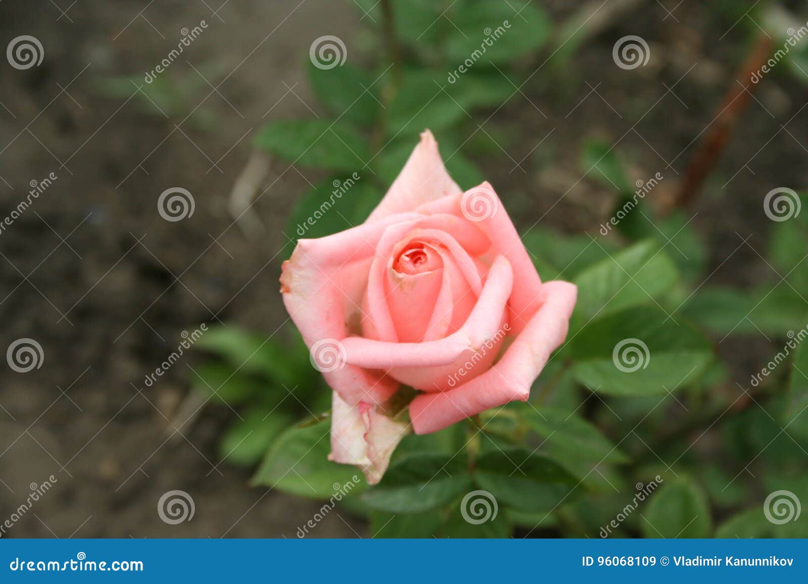 Little light pink rose stock image. Image of small, frame - 96068109