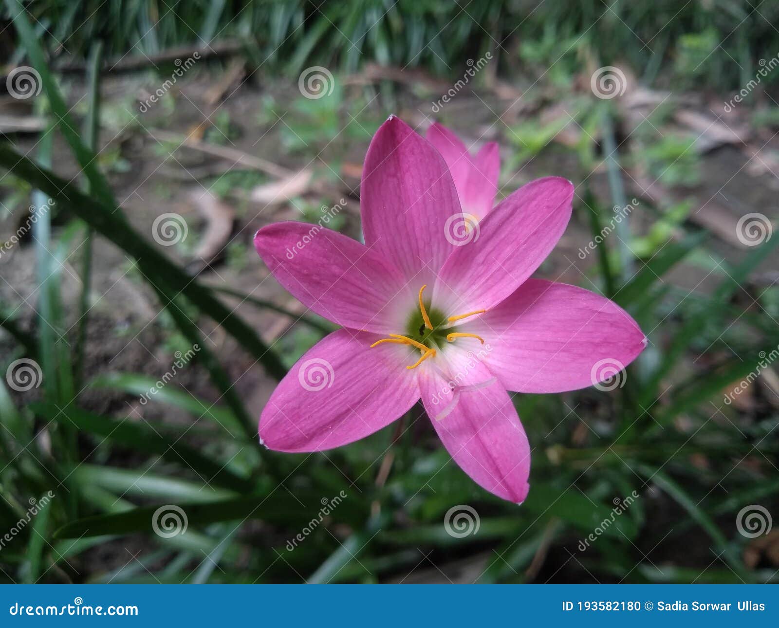 A Little Lily Flower stock photo. Image of flower, nature - 193582180