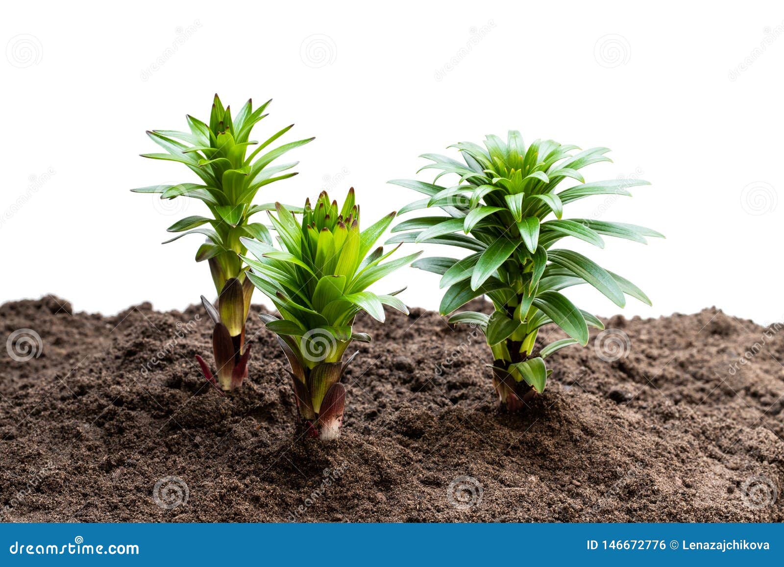 Little Lily Flower Sprouts in Soil Isolated on White Stock Photo ...