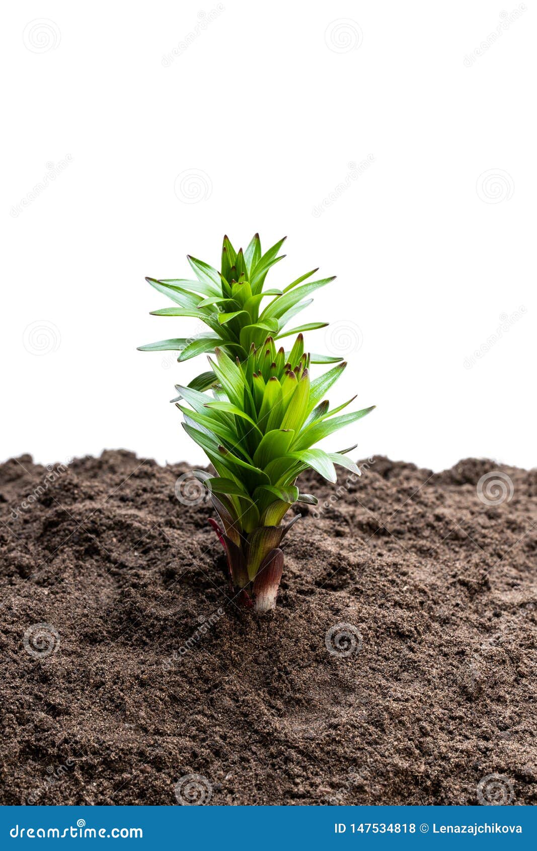Little Lily Flower Sprouts in Soil Isolated on White Stock Photo ...