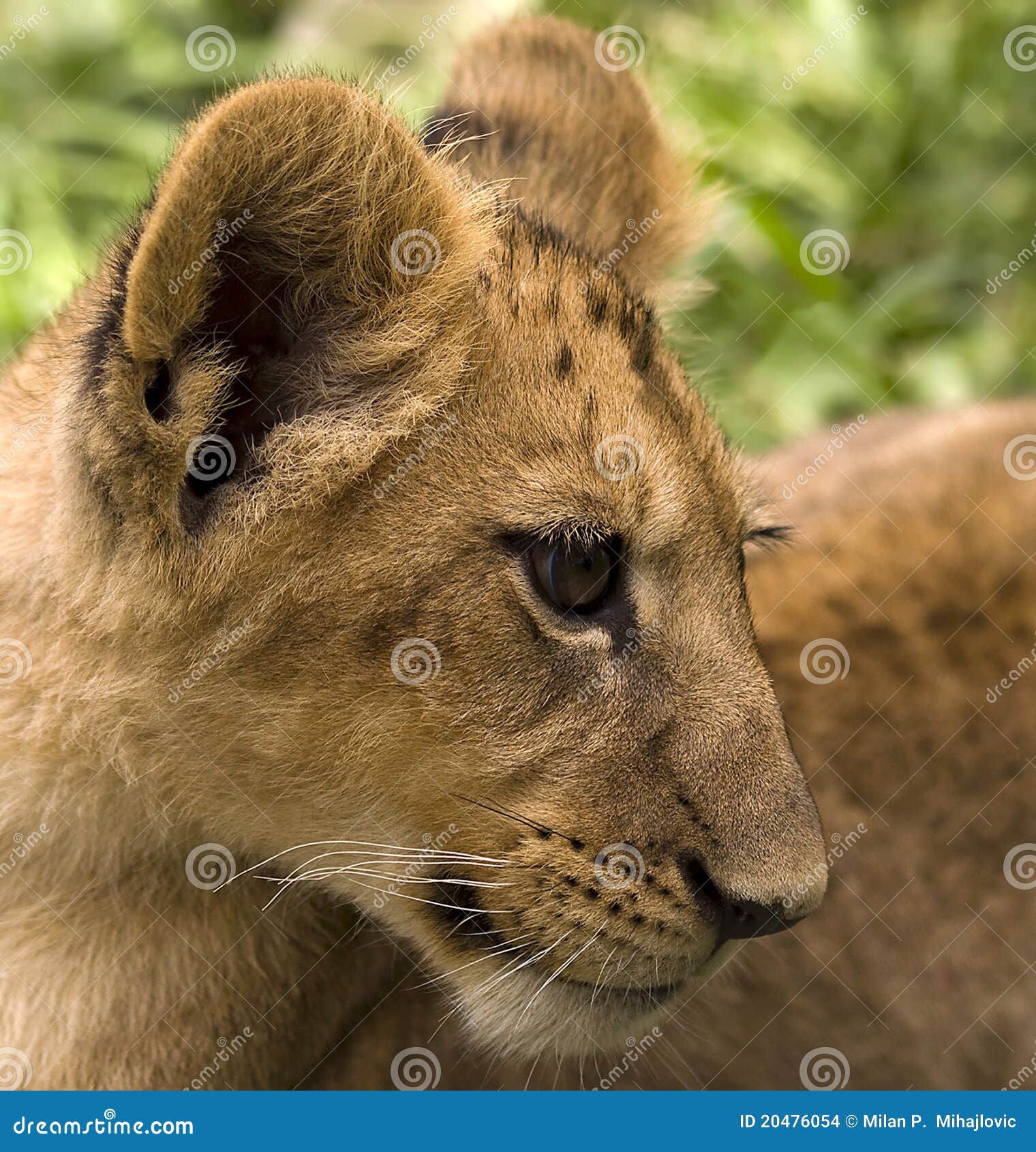 Little lion stock photo. Image of little, lion, south - 20476054