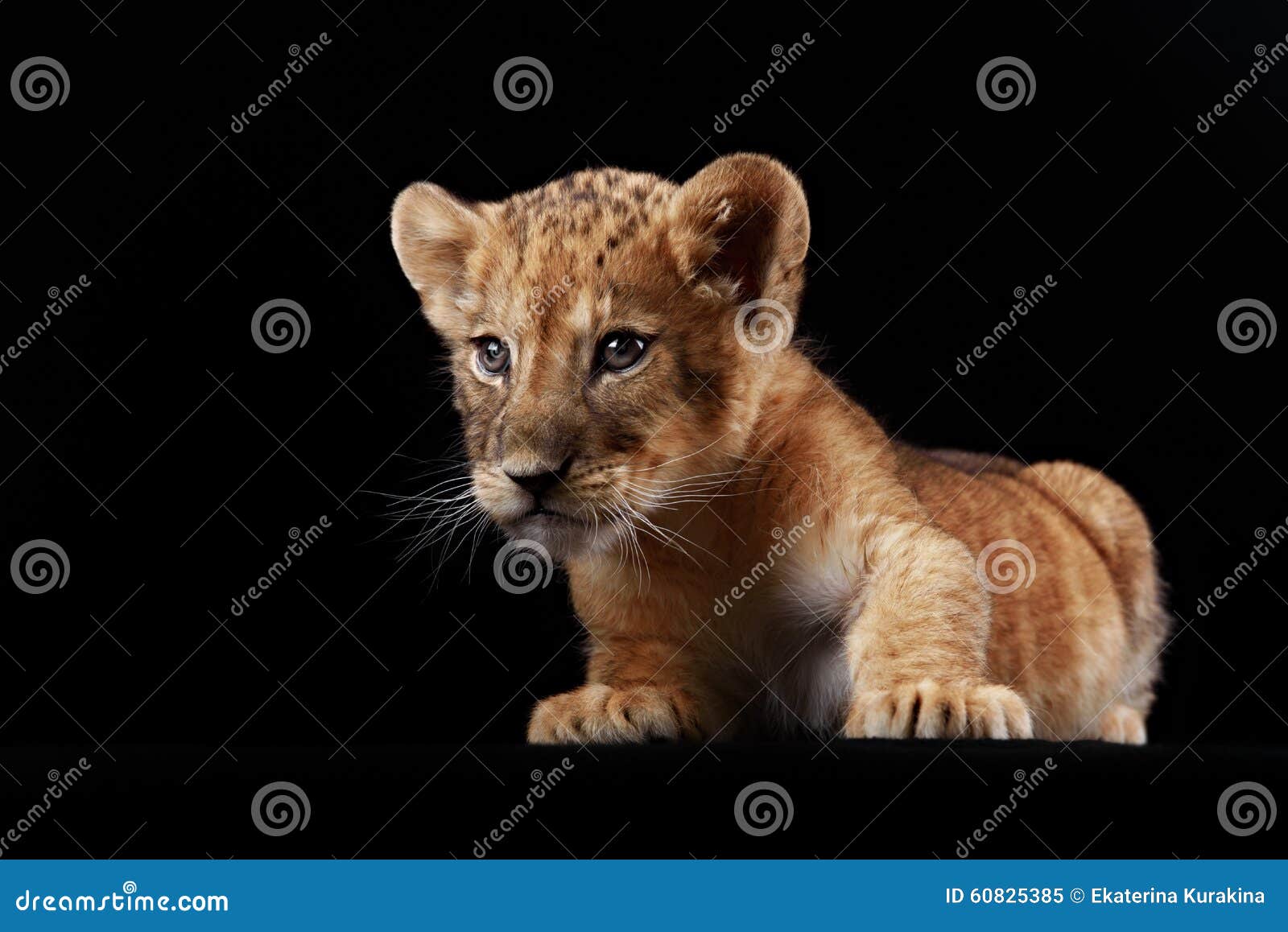 Little lion cub stock image. Image of vertebrate, isolated - 60825385
